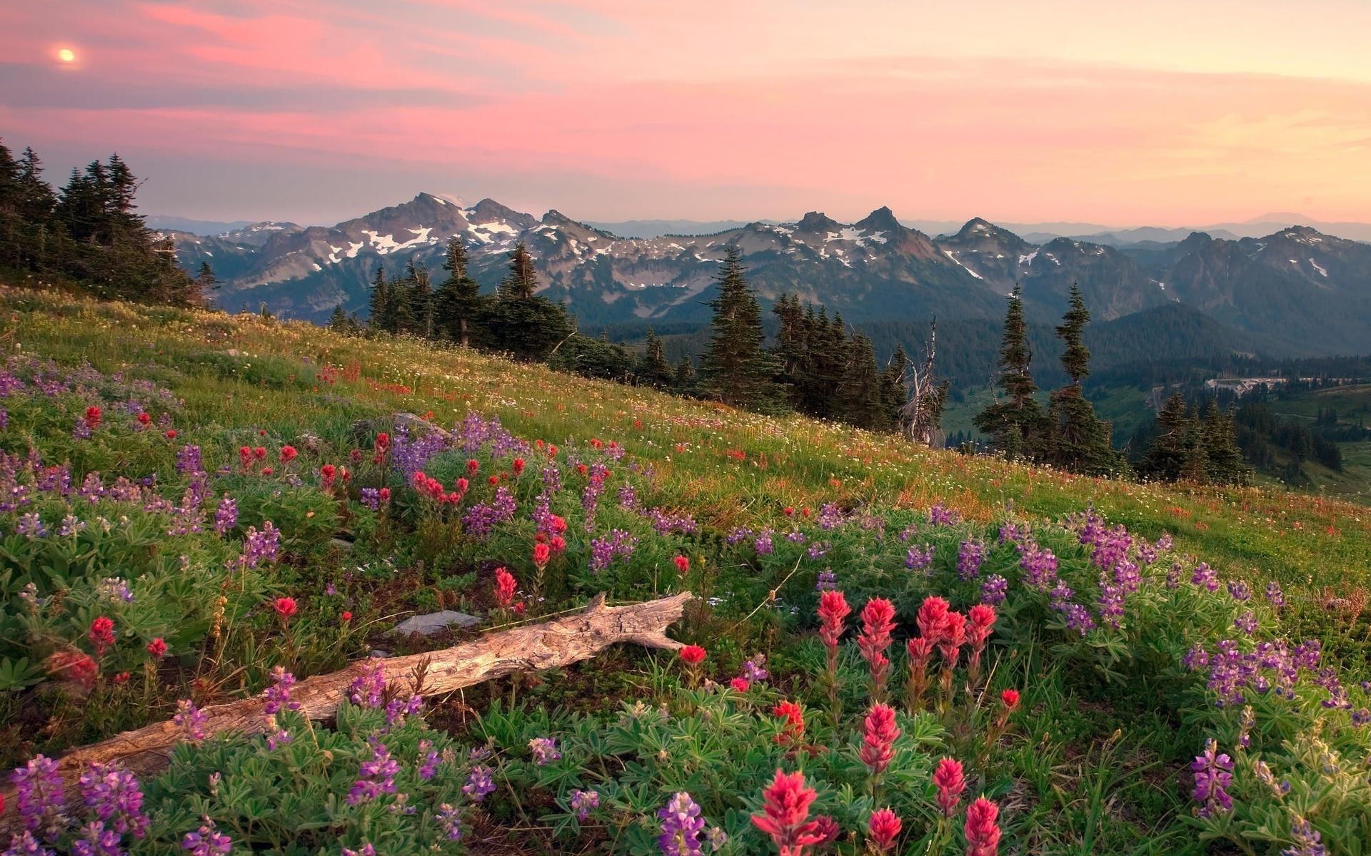 Meadow Desktop Wallpapers - Top Free Meadow Desktop Backgrounds ...