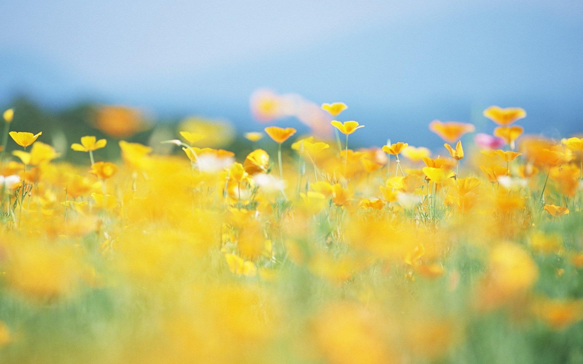 Meadow Desktop Wallpapers - Top Free Meadow Desktop Backgrounds ...