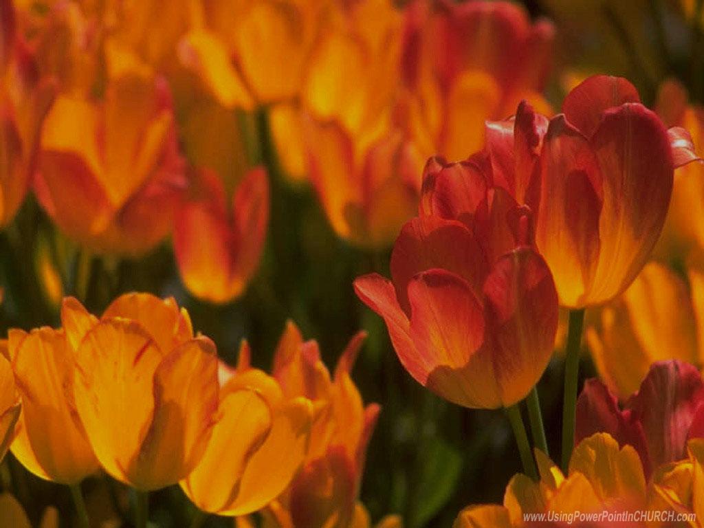 Spring Church Wallpapers - Top Free Spring Church Backgrounds ...