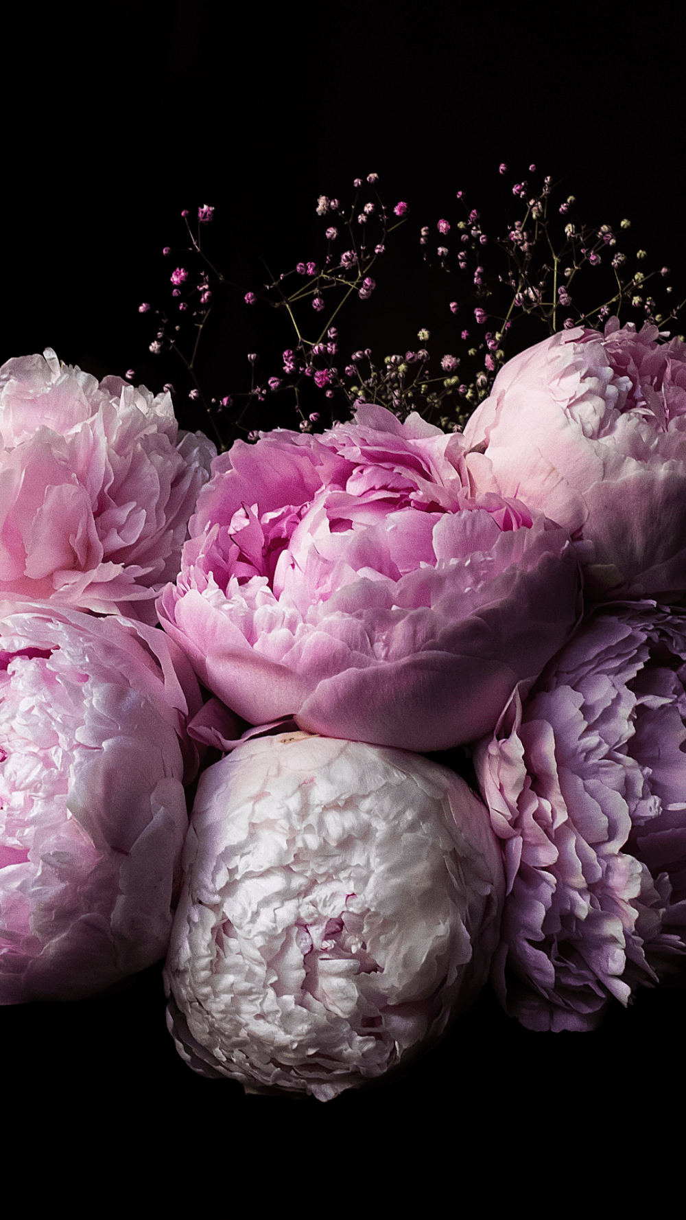 Peonies iPhone Wallpapers - Top Free Peonies iPhone Backgrounds ...