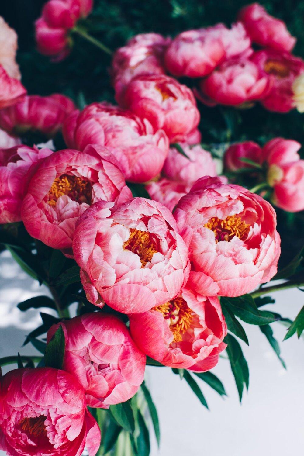 Peonies iPhone Wallpapers - Top Free Peonies iPhone Backgrounds ...