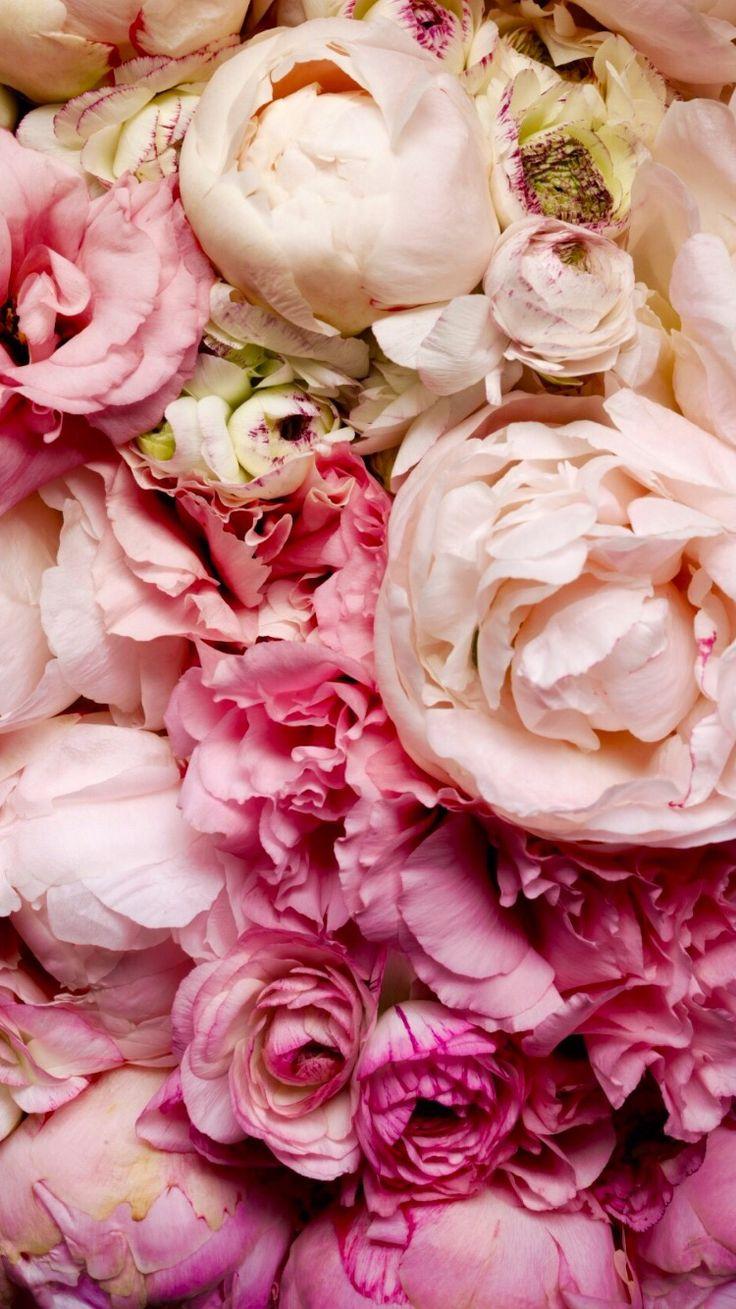 Peonies iPhone Wallpapers - Top Free Peonies iPhone Backgrounds ...