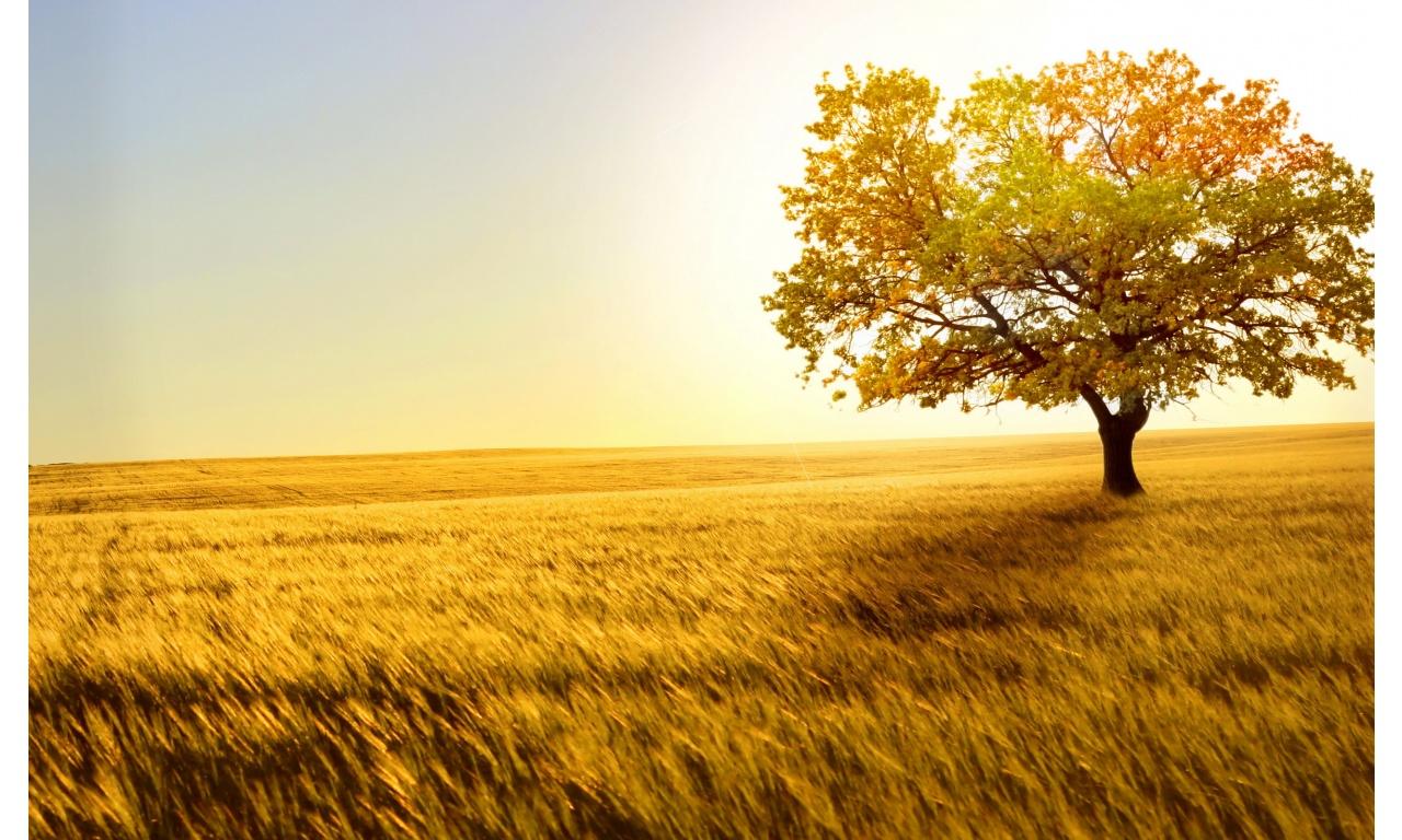 1280X768 HD Wallpapers - Top Free 1280X768 HD Backgrounds - WallpaperAccess