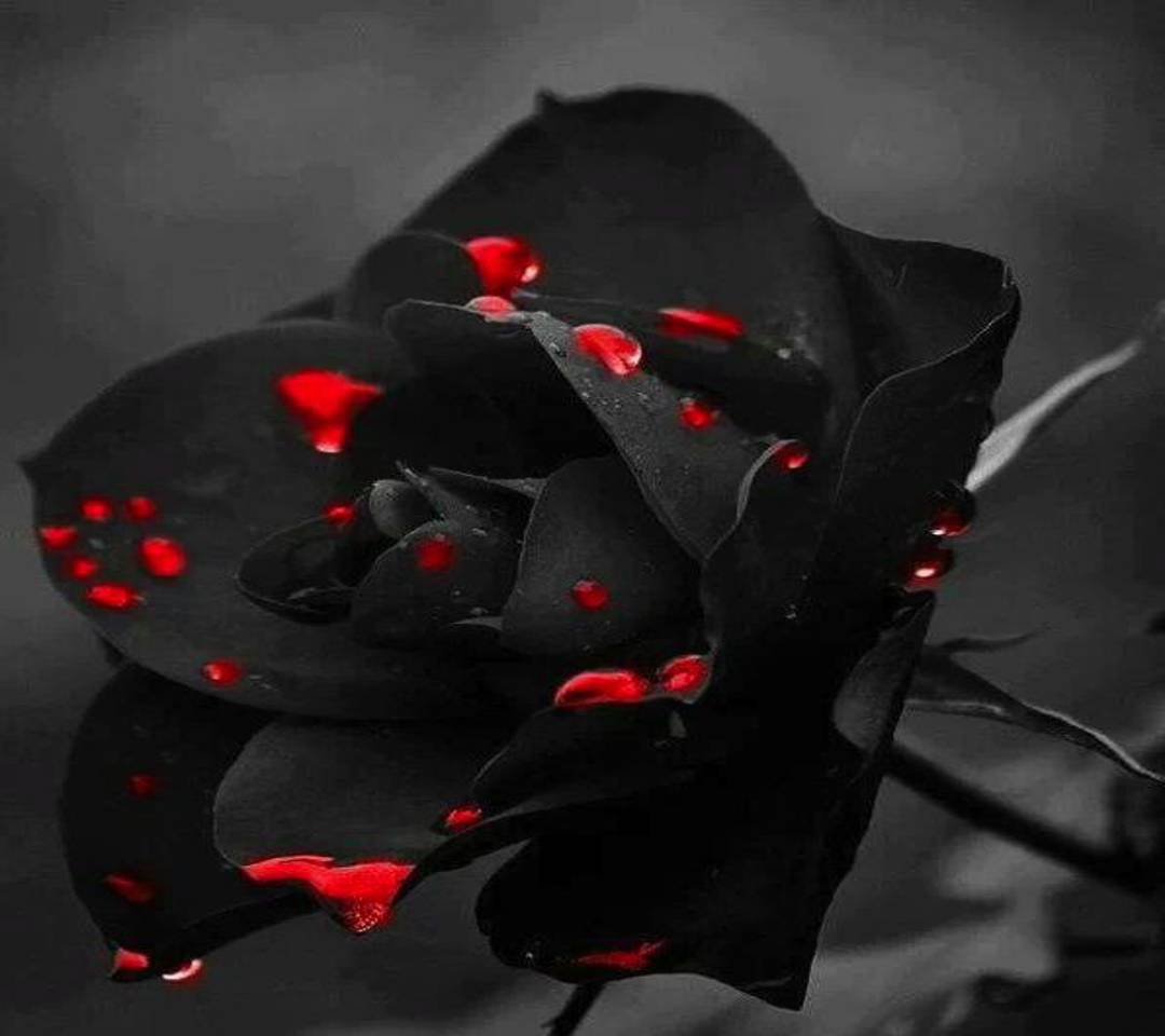 Black Rose Aesthetic PC Wallpapers - Top Free Black Rose Aesthetic PC ...
