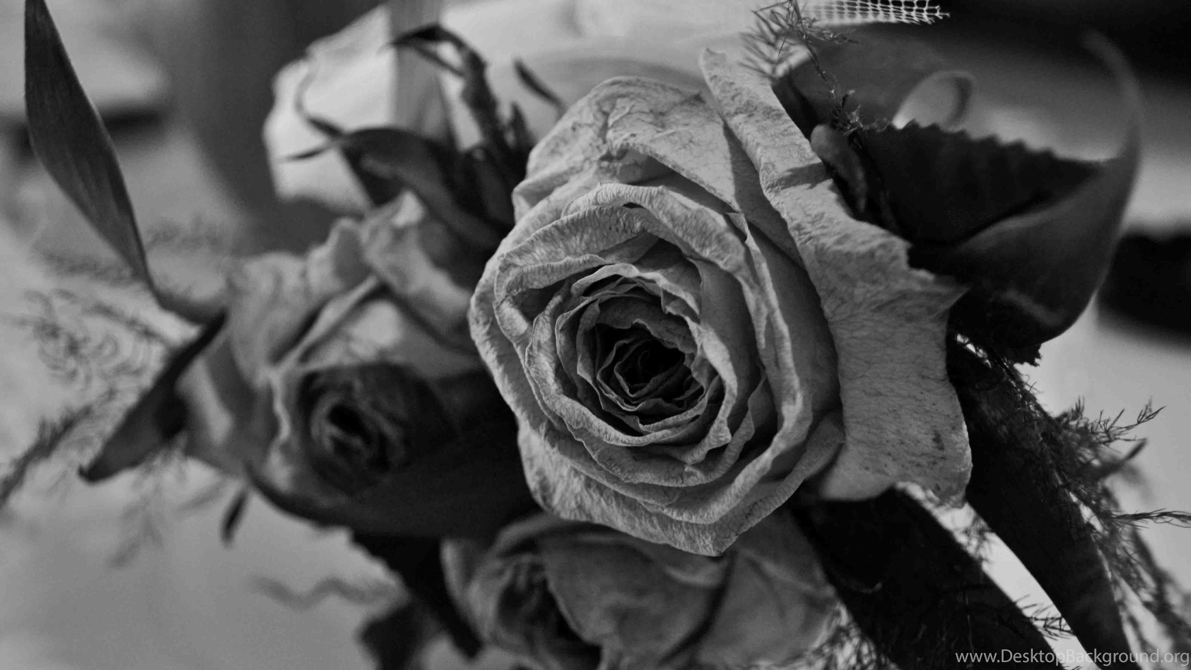 Black Rose Aesthetic PC Wallpapers - Top Free Black Rose Aesthetic PC ...