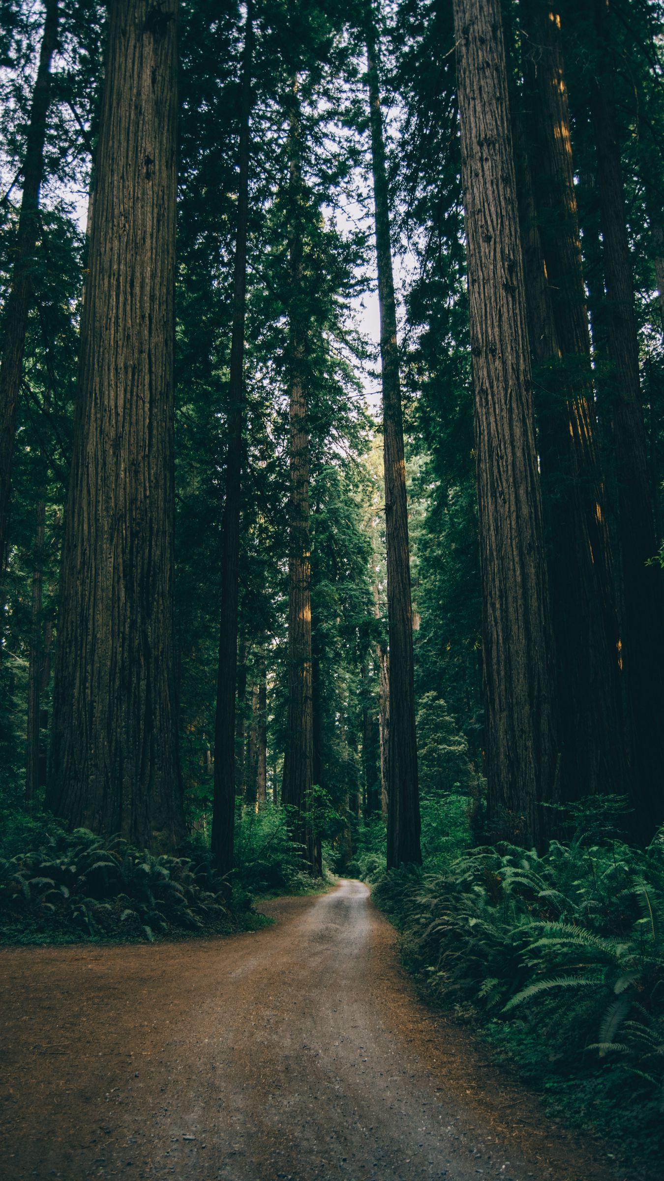 Forest UHD Wallpapers - Top Free Forest UHD Backgrounds - WallpaperAccess