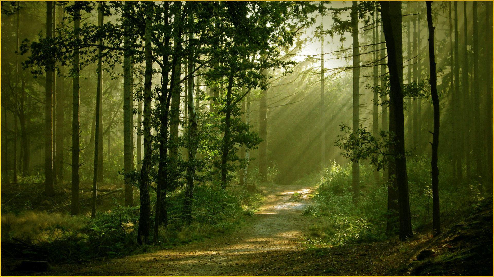 Forest UHD Wallpapers - Top Free Forest UHD Backgrounds - WallpaperAccess