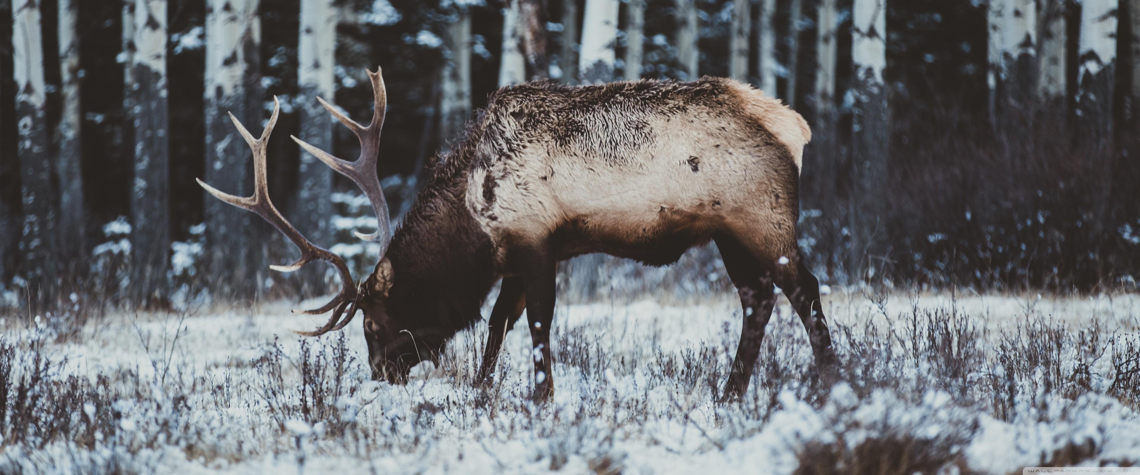 Winter Moose Wallpapers - Top Free Winter Moose Backgrounds ...