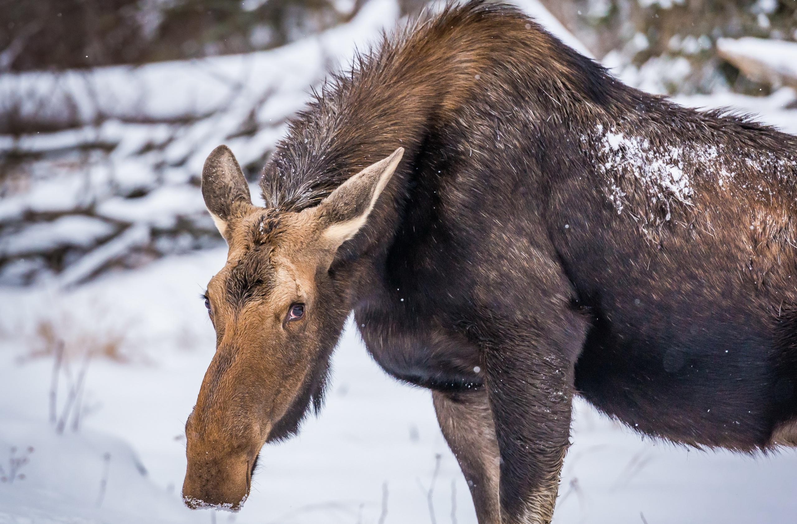Winter Moose Wallpapers - Top Free Winter Moose Backgrounds ...