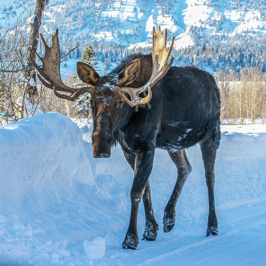 Winter Moose Wallpapers - Top Free Winter Moose Backgrounds ...