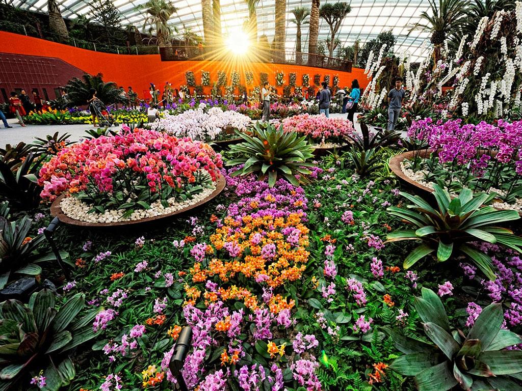 Singapore Flower Wallpapers - Top Free Singapore Flower Backgrounds ...