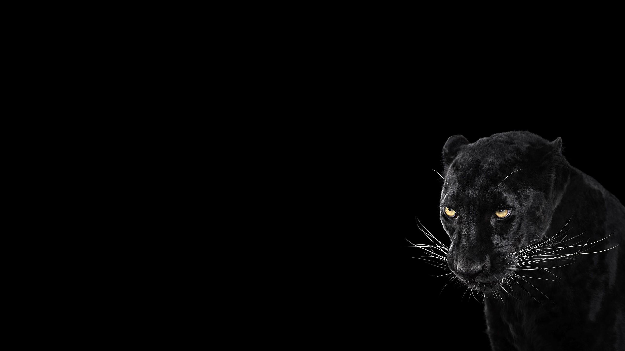 Panther 4K Wallpapers - Top Free Panther 4K Backgrounds - WallpaperAccess