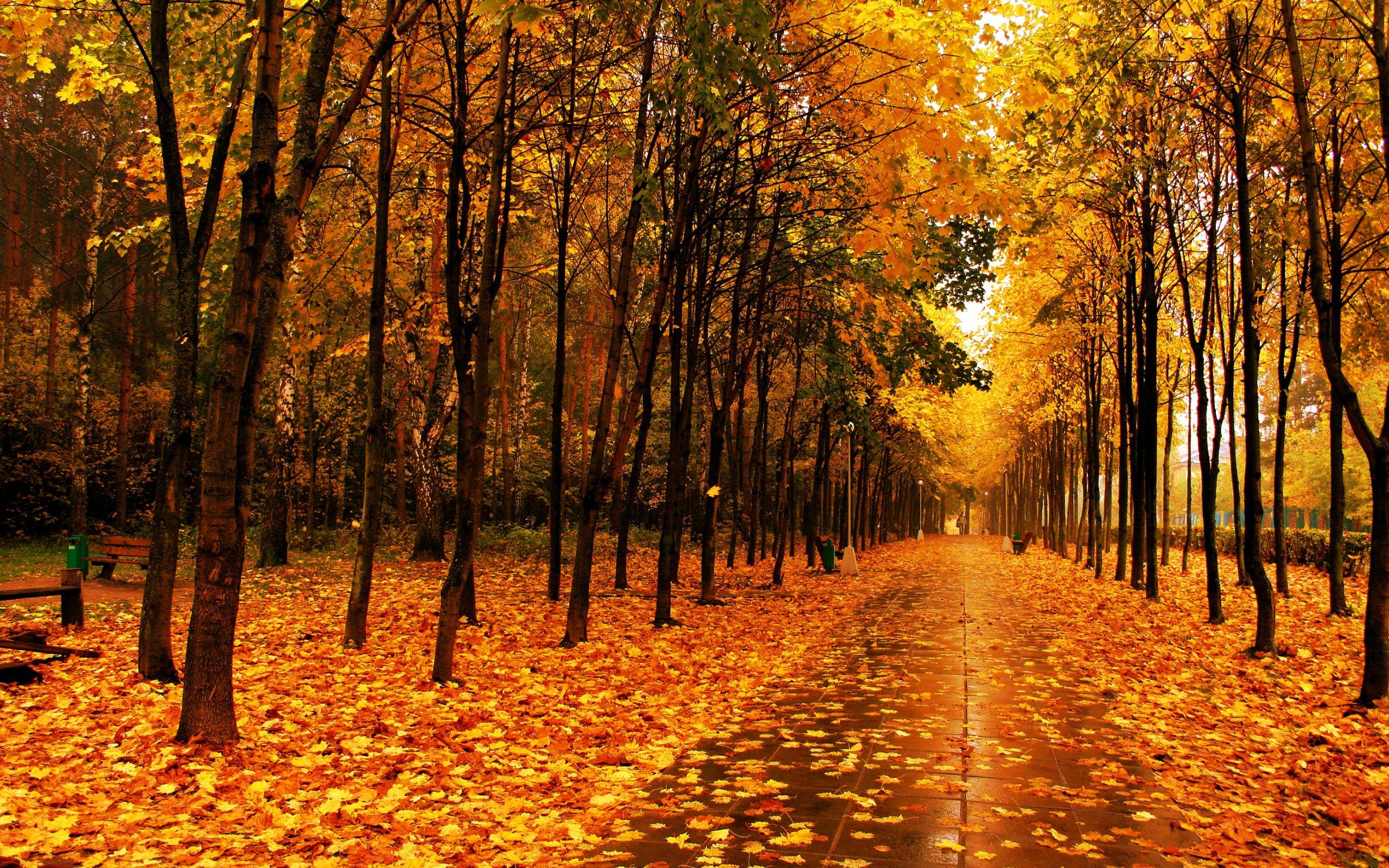 Fall Park Wallpapers - Top Free Fall Park Backgrounds - WallpaperAccess