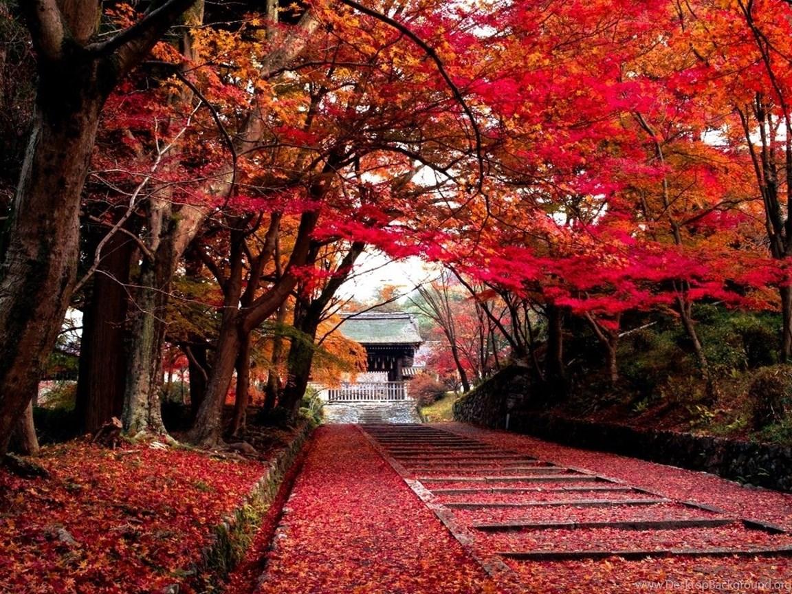 Fall Park Wallpapers - Top Free Fall Park Backgrounds - WallpaperAccess