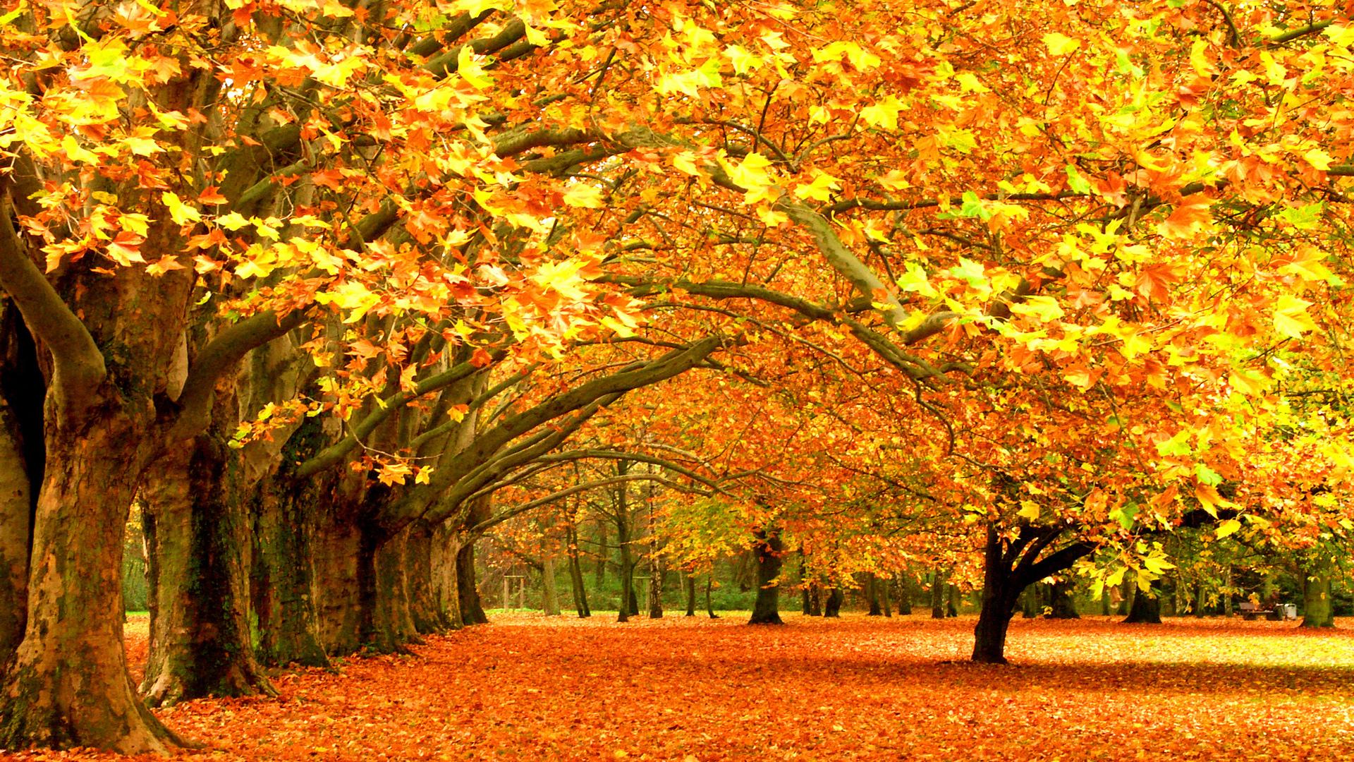 Fall Park Wallpapers - Top Free Fall Park Backgrounds - WallpaperAccess