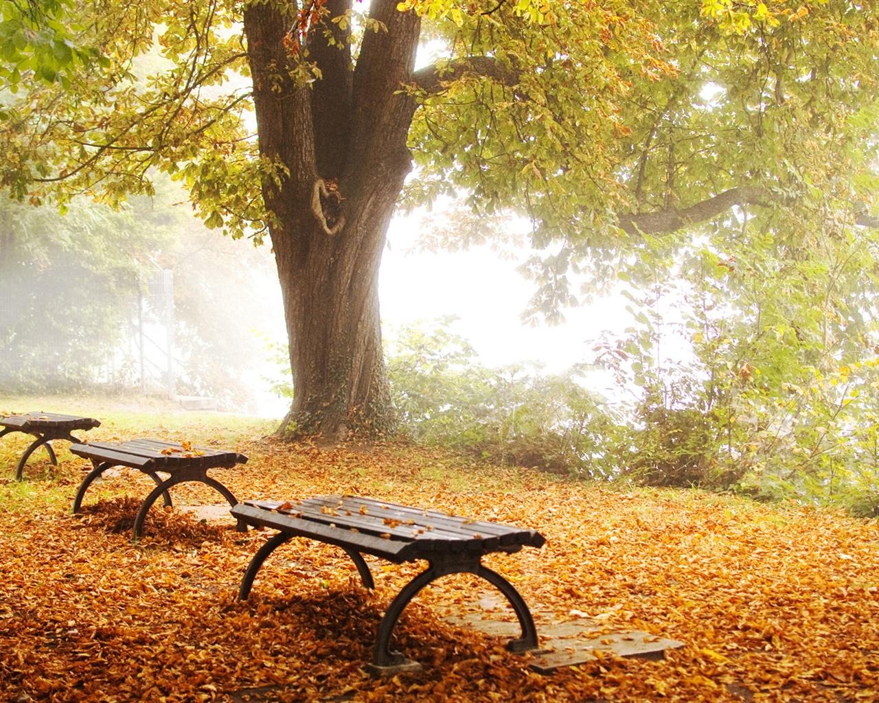 Fall Park Wallpapers - Top Free Fall Park Backgrounds - WallpaperAccess