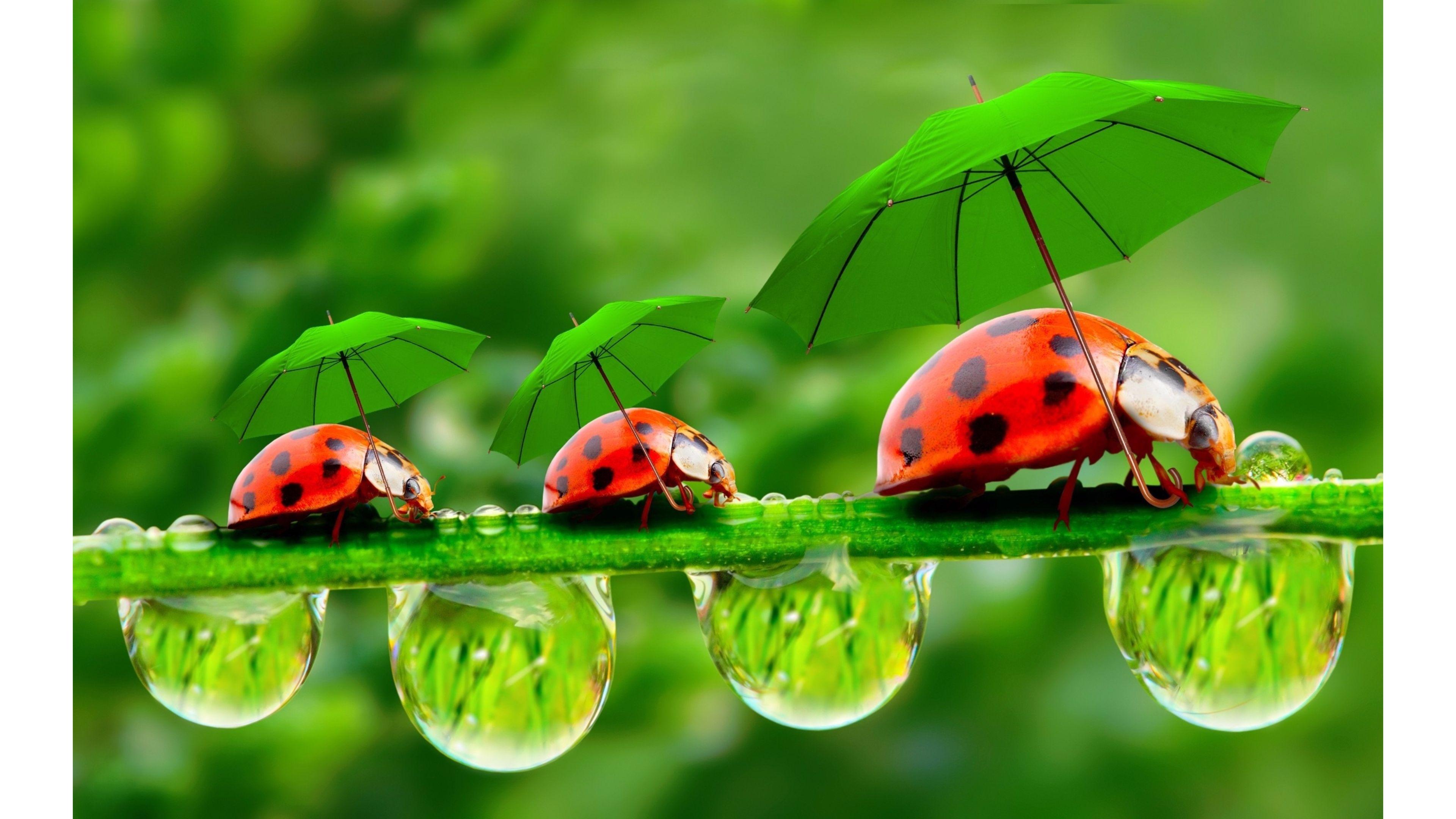 Umbrella Computer Wallpapers - Top Free Umbrella Computer Backgrounds ...