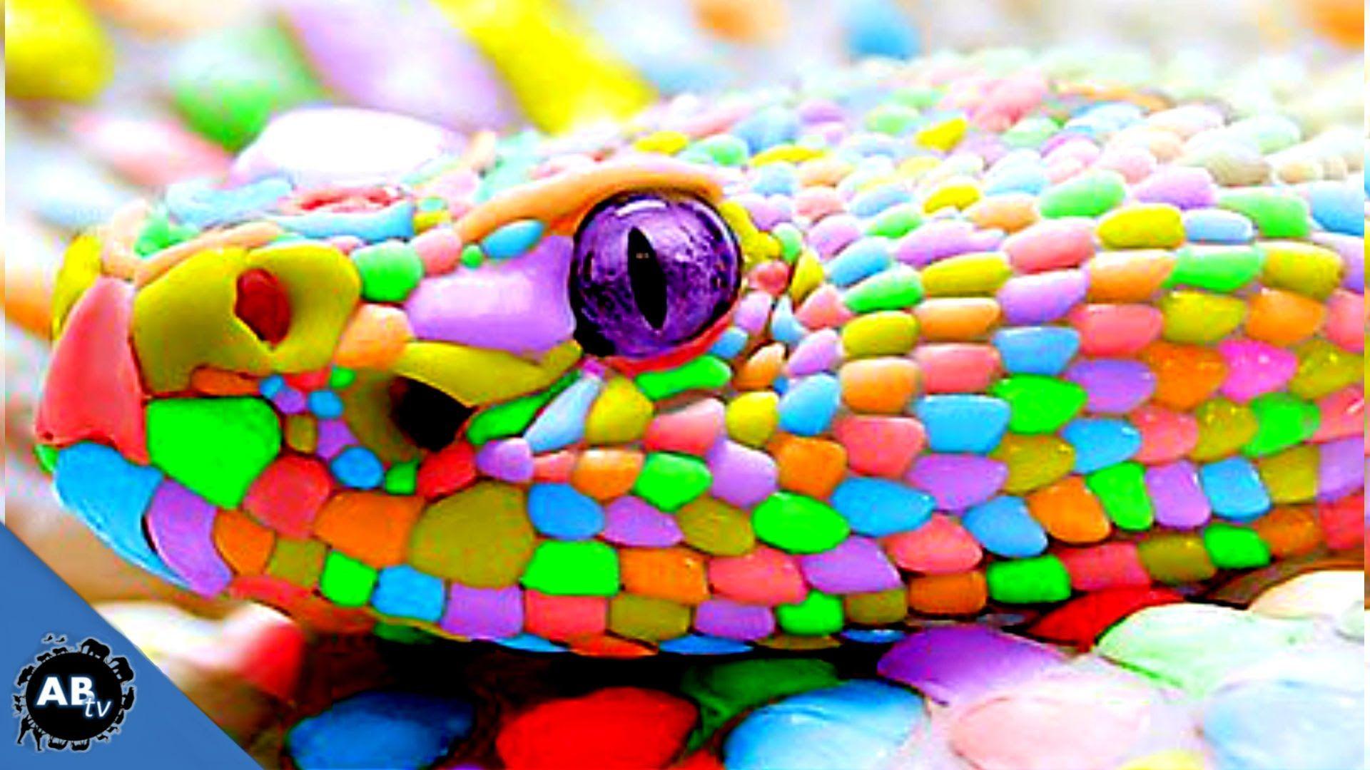 Rainbow Snake Wallpapers - Top Free Rainbow Snake Backgrounds ...