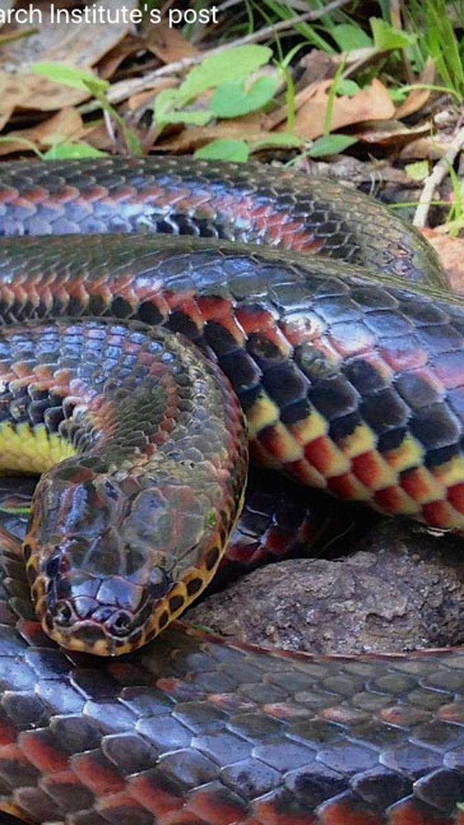 Rainbow Snake Wallpapers - Top Free Rainbow Snake Backgrounds ...