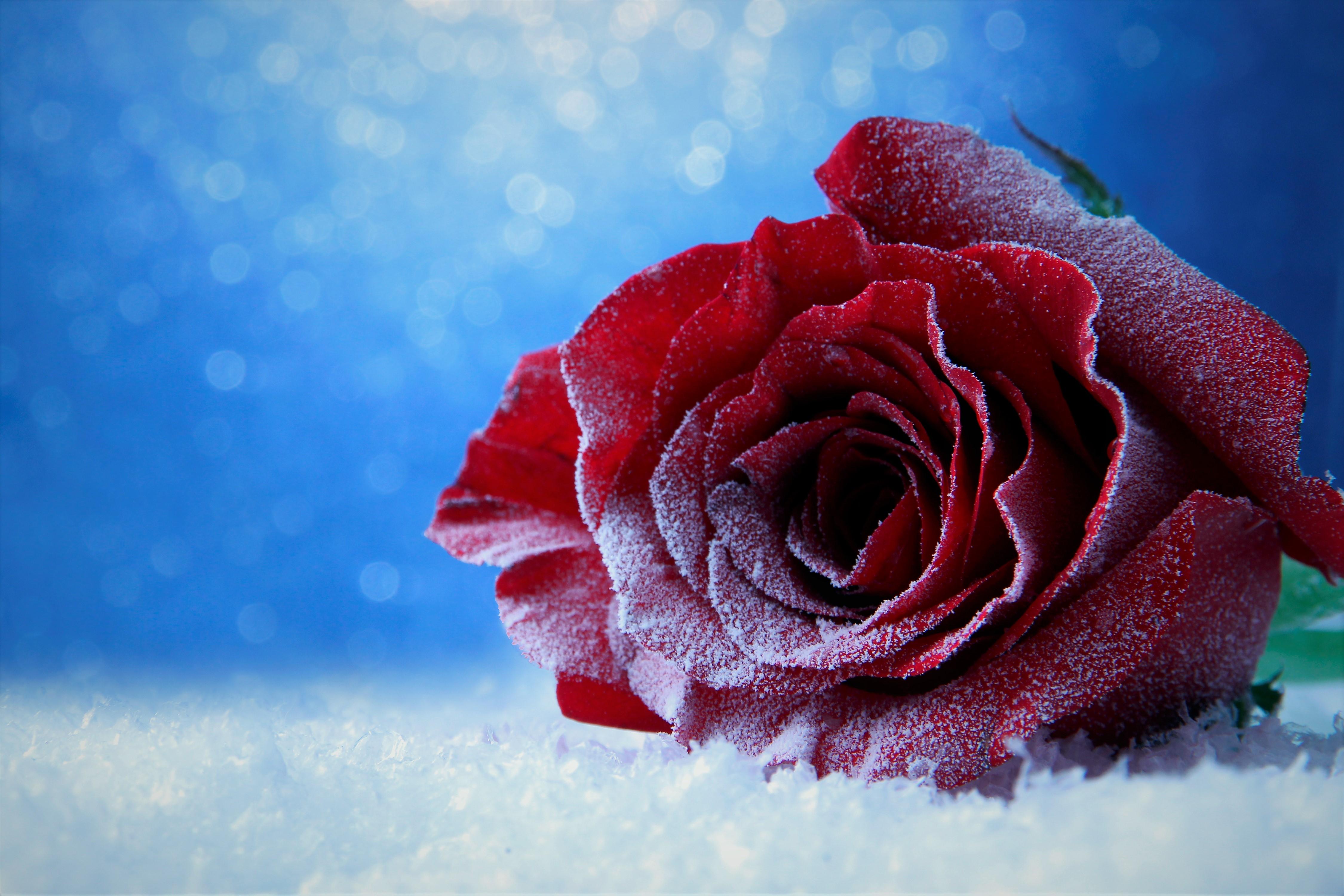 Snowy Rose Wallpapers - Top Free Snowy Rose Backgrounds - WallpaperAccess