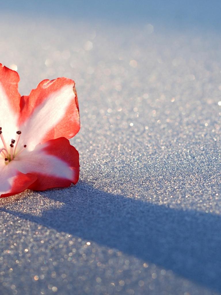 Snowy Flowers Wallpapers - Top Free Snowy Flowers Backgrounds ...