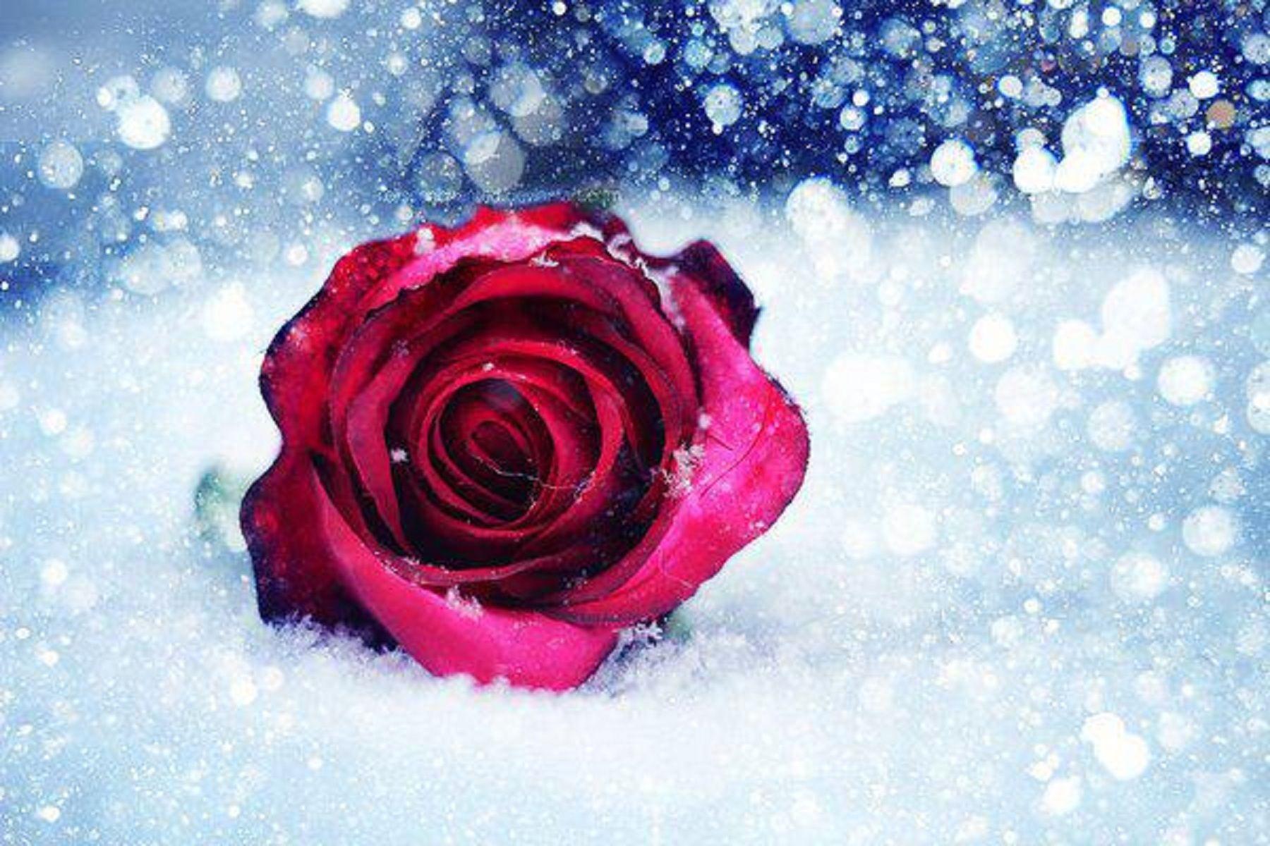 Snowy Rose Wallpapers - Top Free Snowy Rose Backgrounds - WallpaperAccess