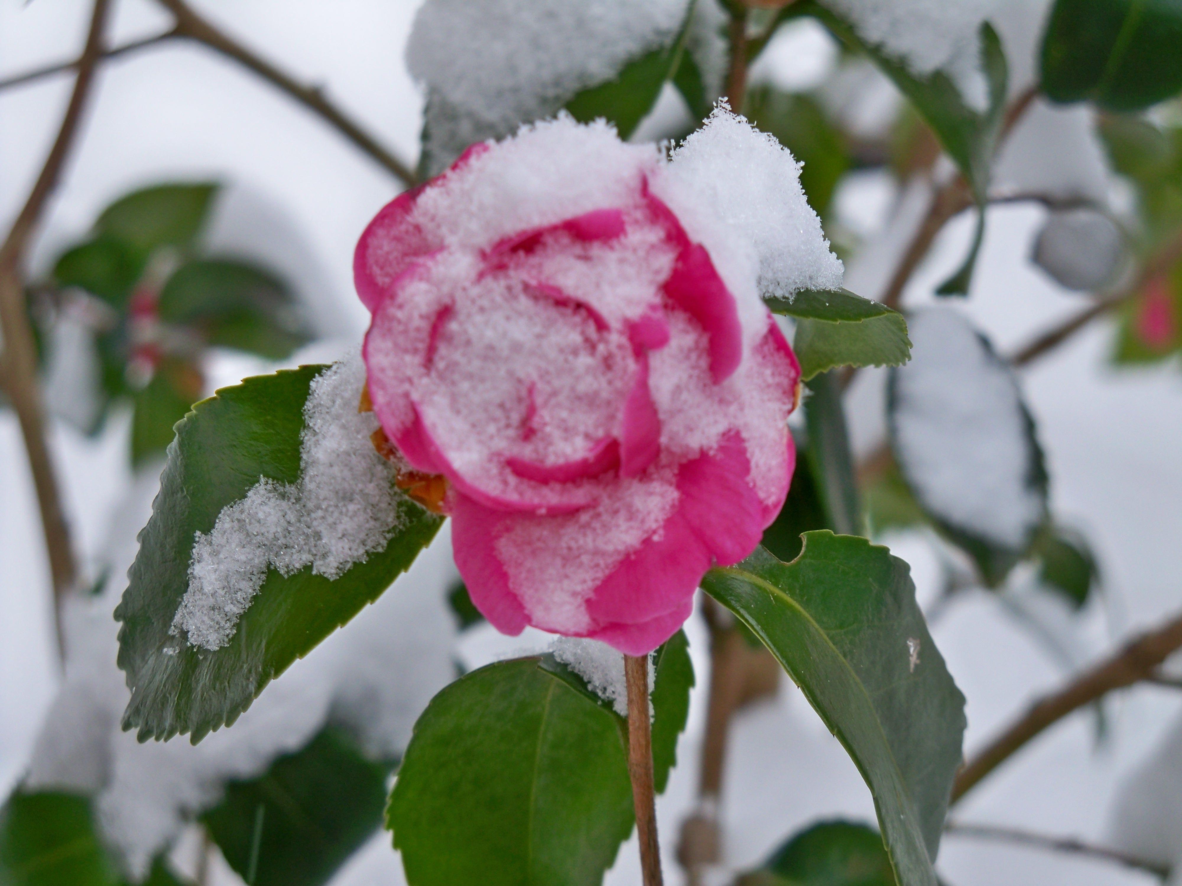 Snowy Flowers Wallpapers - Top Free Snowy Flowers Backgrounds ...