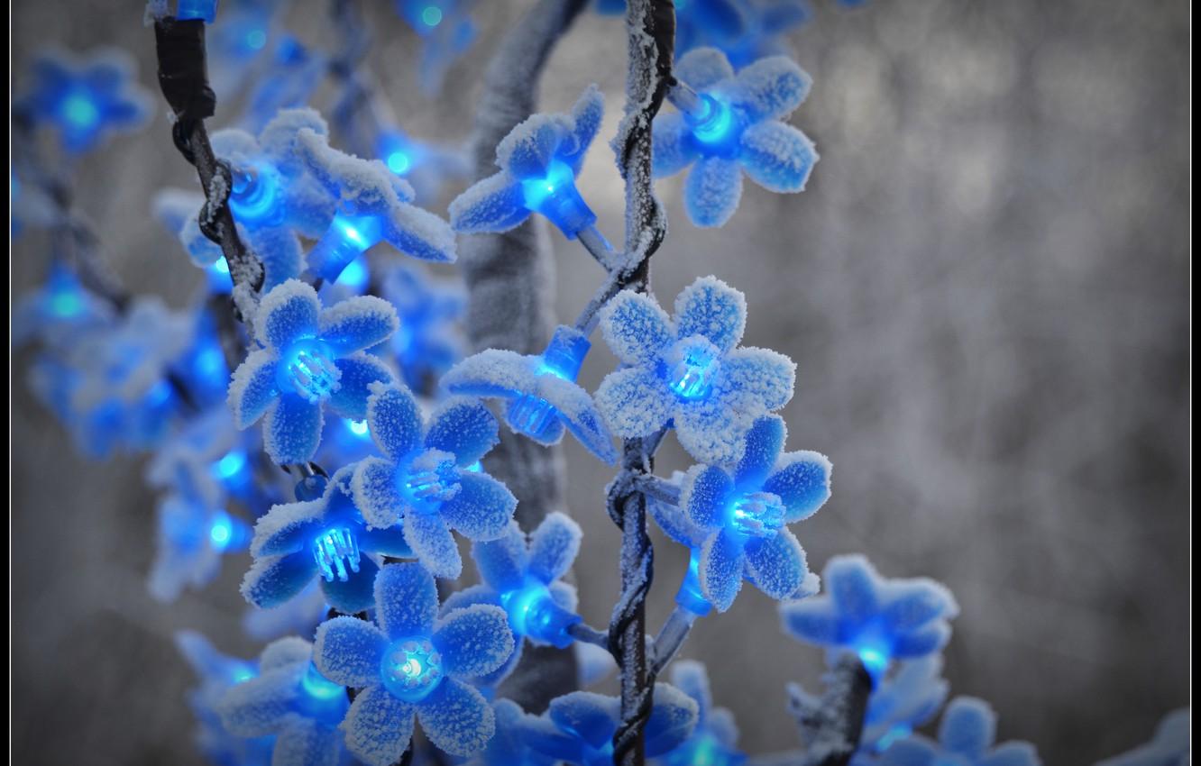 Snowy Flowers Wallpapers - Top Free Snowy Flowers Backgrounds ...