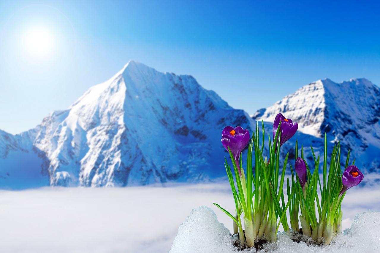 Snowy Flowers Wallpapers - Top Free Snowy Flowers Backgrounds ...
