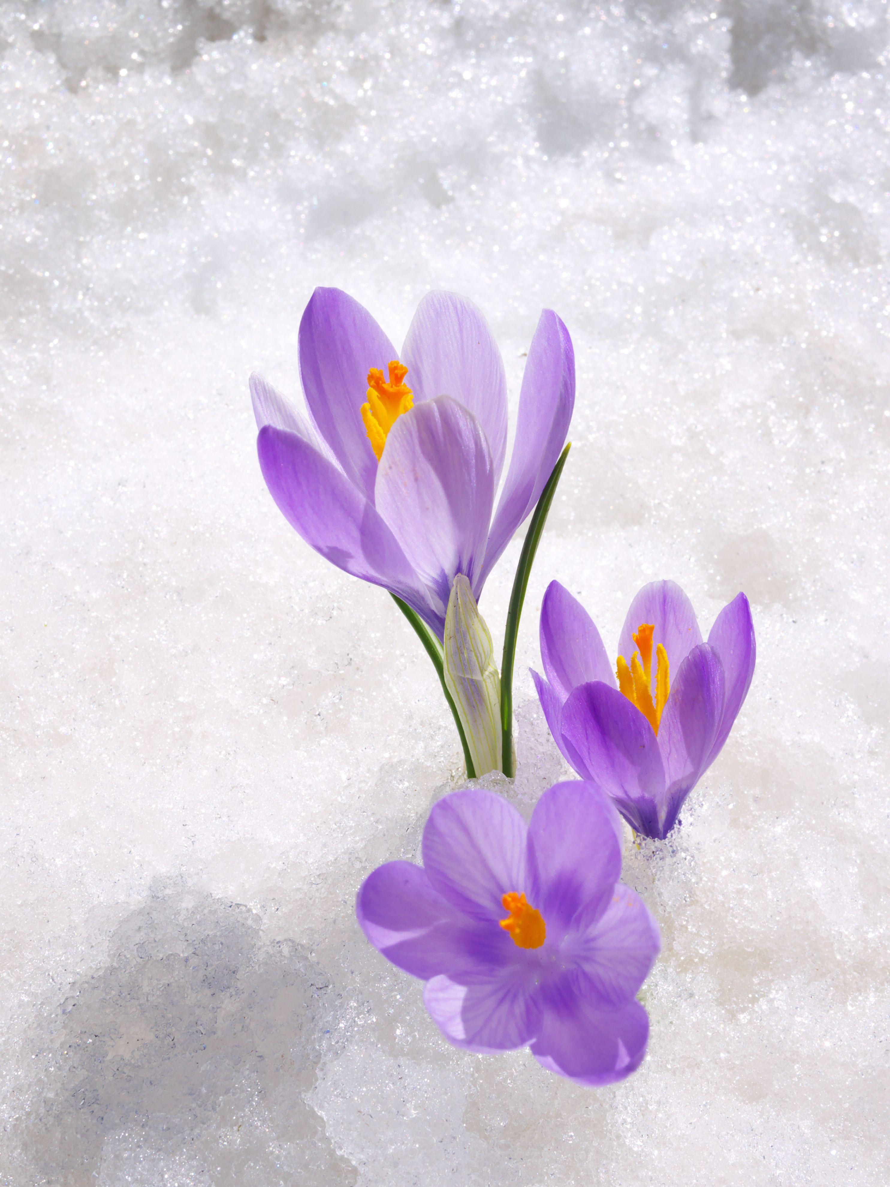 Snowy Flowers Wallpapers - Top Free Snowy Flowers Backgrounds ...