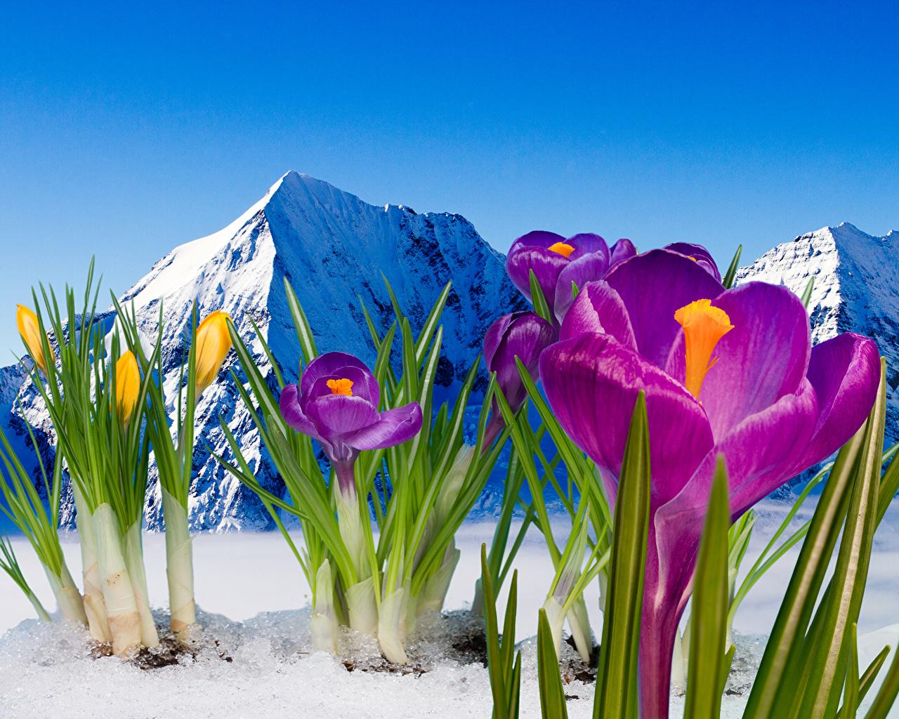 Snowy Flowers Wallpapers - Top Free Snowy Flowers Backgrounds ...