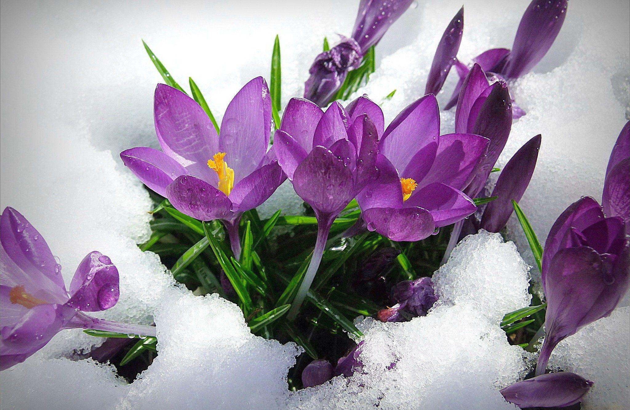 Snowy Flowers Wallpapers - Top Free Snowy Flowers Backgrounds ...