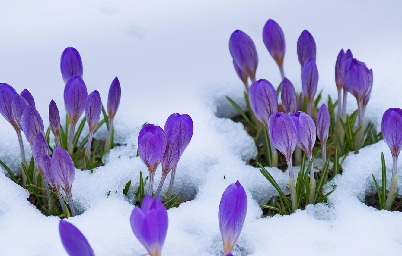 Snowy Flowers Wallpapers - Top Free Snowy Flowers Backgrounds ...