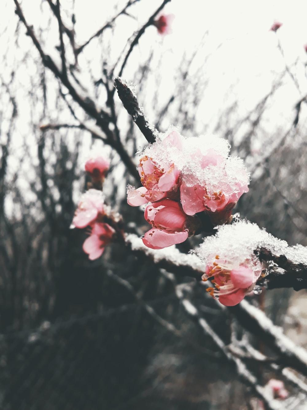 Snowy Flowers Wallpapers - Top Free Snowy Flowers Backgrounds ...