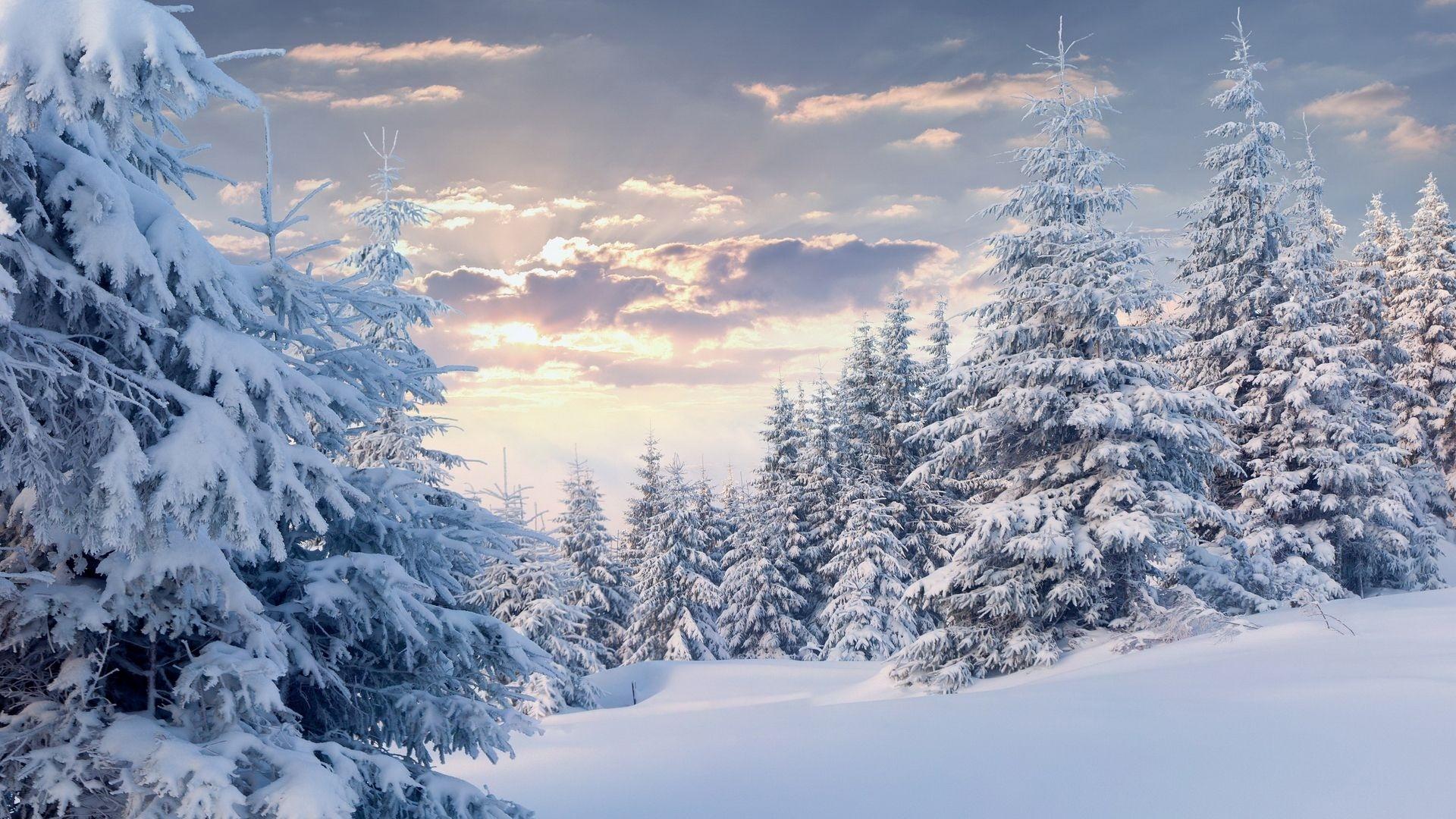 Snowy Forest Desktop Wallpapers - Top Free Snowy Forest Desktop ...
