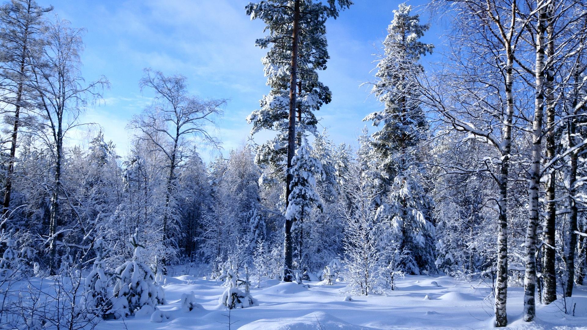Snowy Forest Desktop Wallpapers - Top Free Snowy Forest Desktop ...