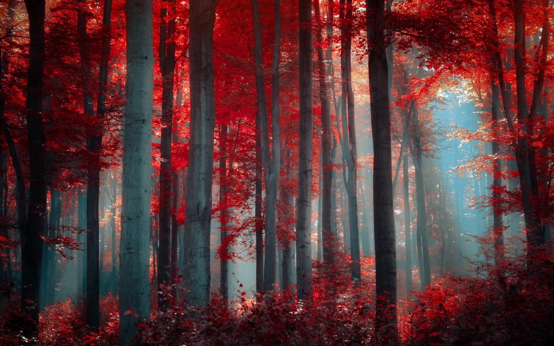 Crimson Forest Wallpapers - Top Free Crimson Forest Backgrounds ...