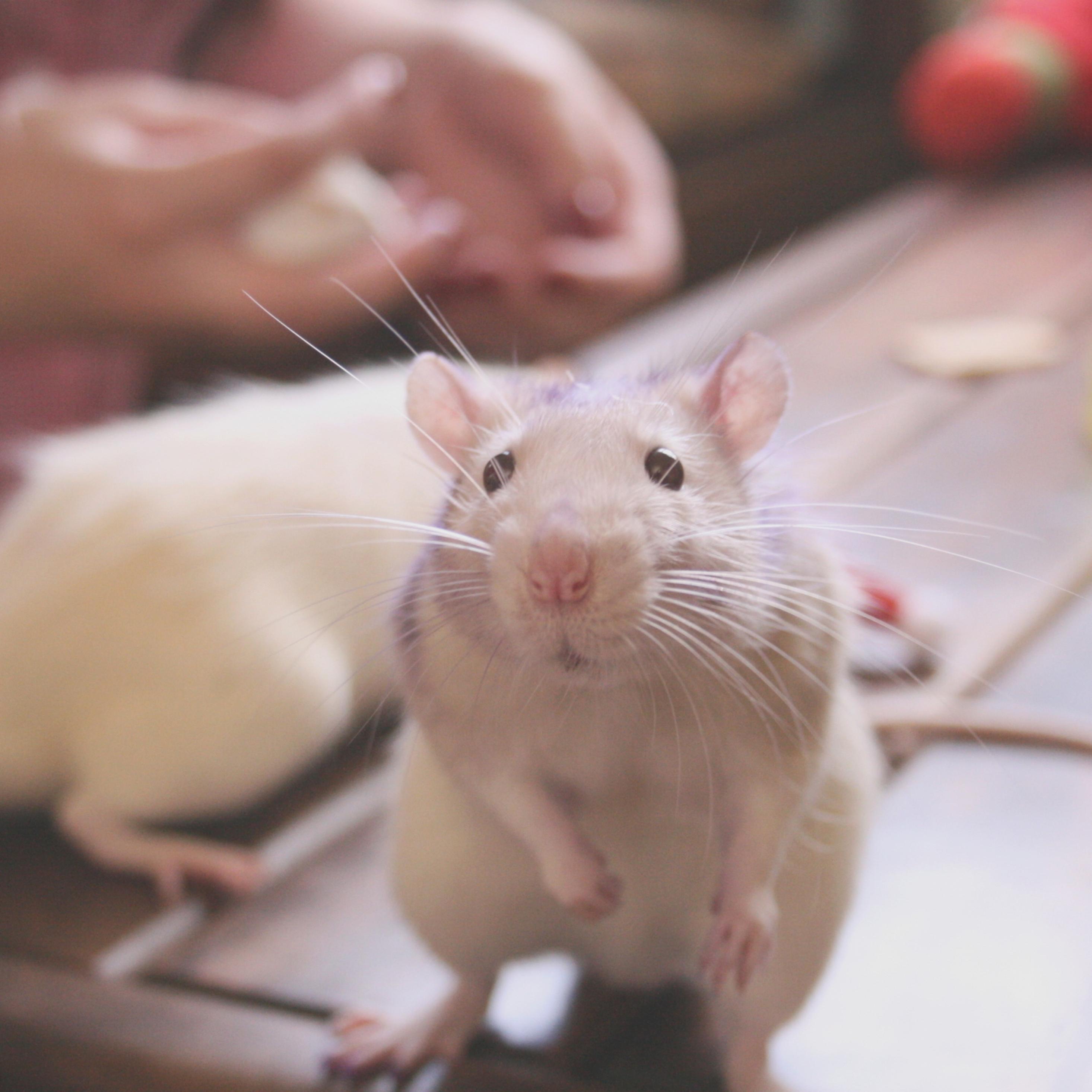 Rats Wallpapers - Top Free Rats Backgrounds - WallpaperAccess