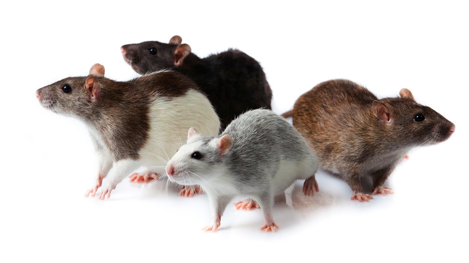 Rats Wallpapers - Top Free Rats Backgrounds - WallpaperAccess