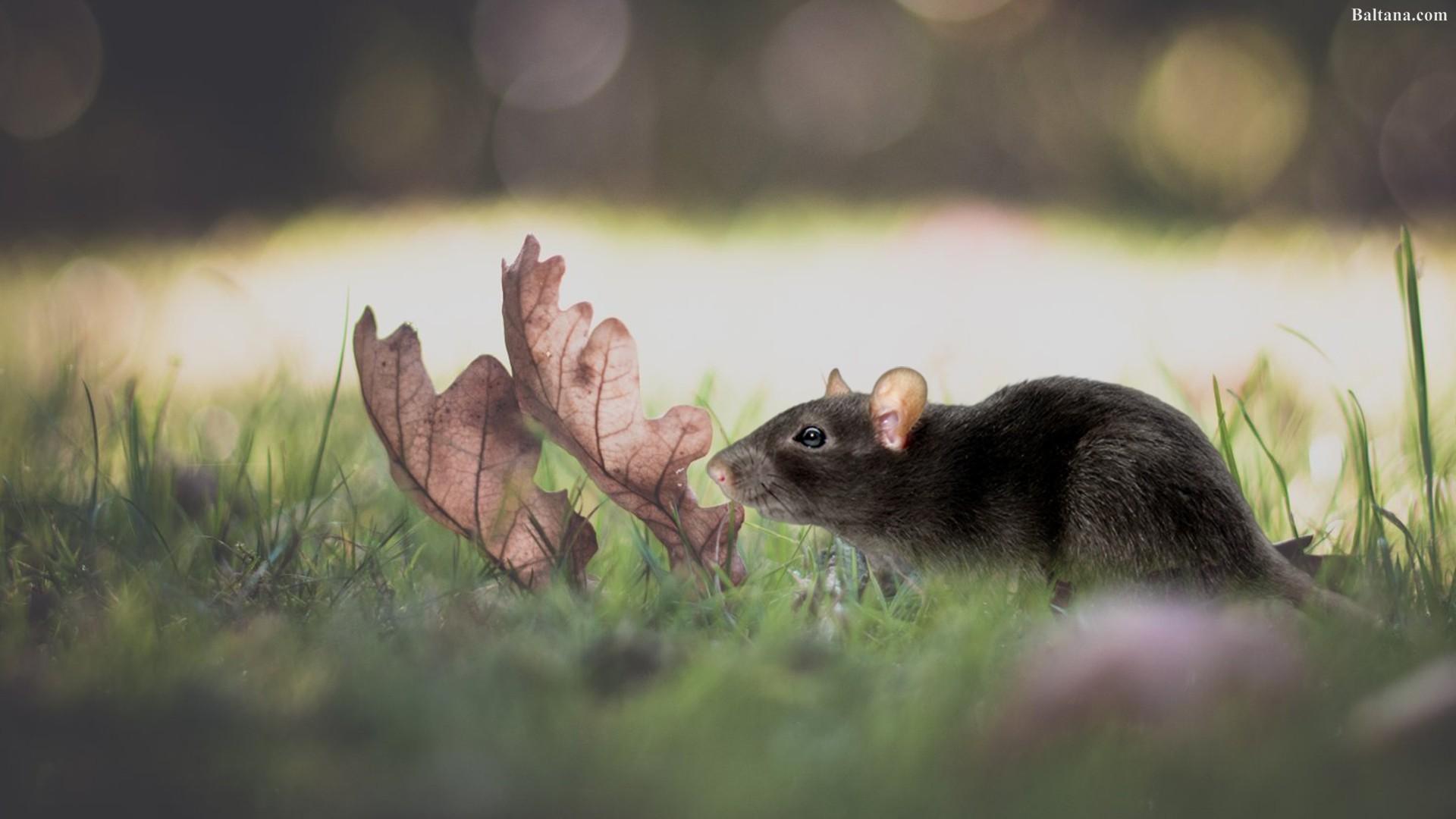 Rats Wallpapers - Top Free Rats Backgrounds - WallpaperAccess