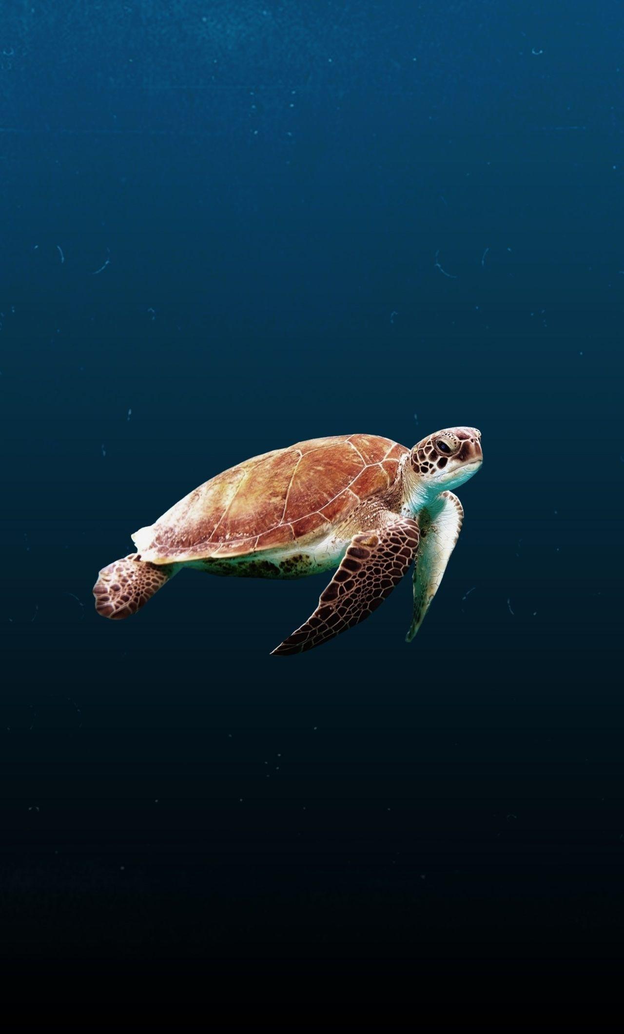 4K Turtle Wallpapers - Top Free 4K Turtle Backgrounds - WallpaperAccess