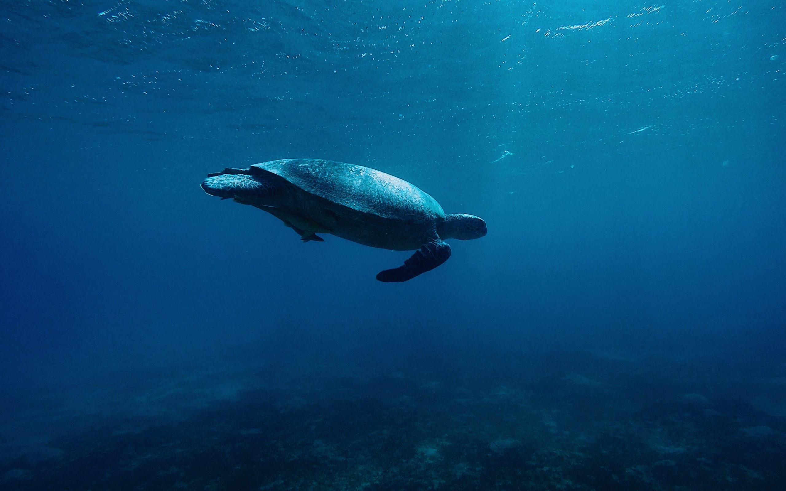 4K Turtle Wallpapers - Top Free 4K Turtle Backgrounds - WallpaperAccess