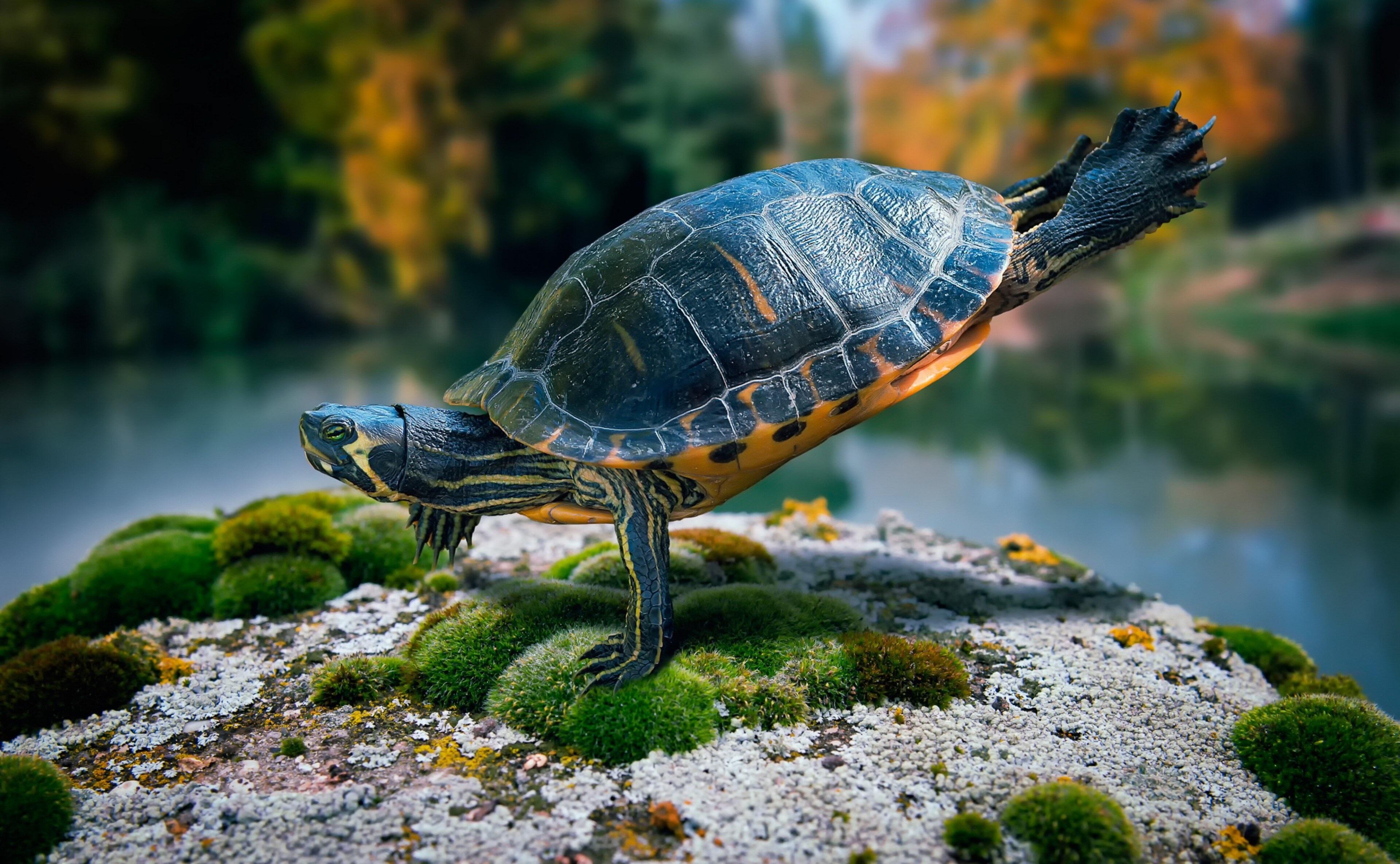 4K Turtle Wallpapers - Top Free 4K Turtle Backgrounds - WallpaperAccess