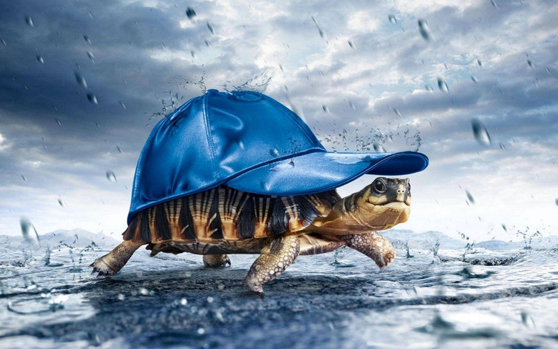 4K Turtle Wallpapers - Top Free 4K Turtle Backgrounds - WallpaperAccess