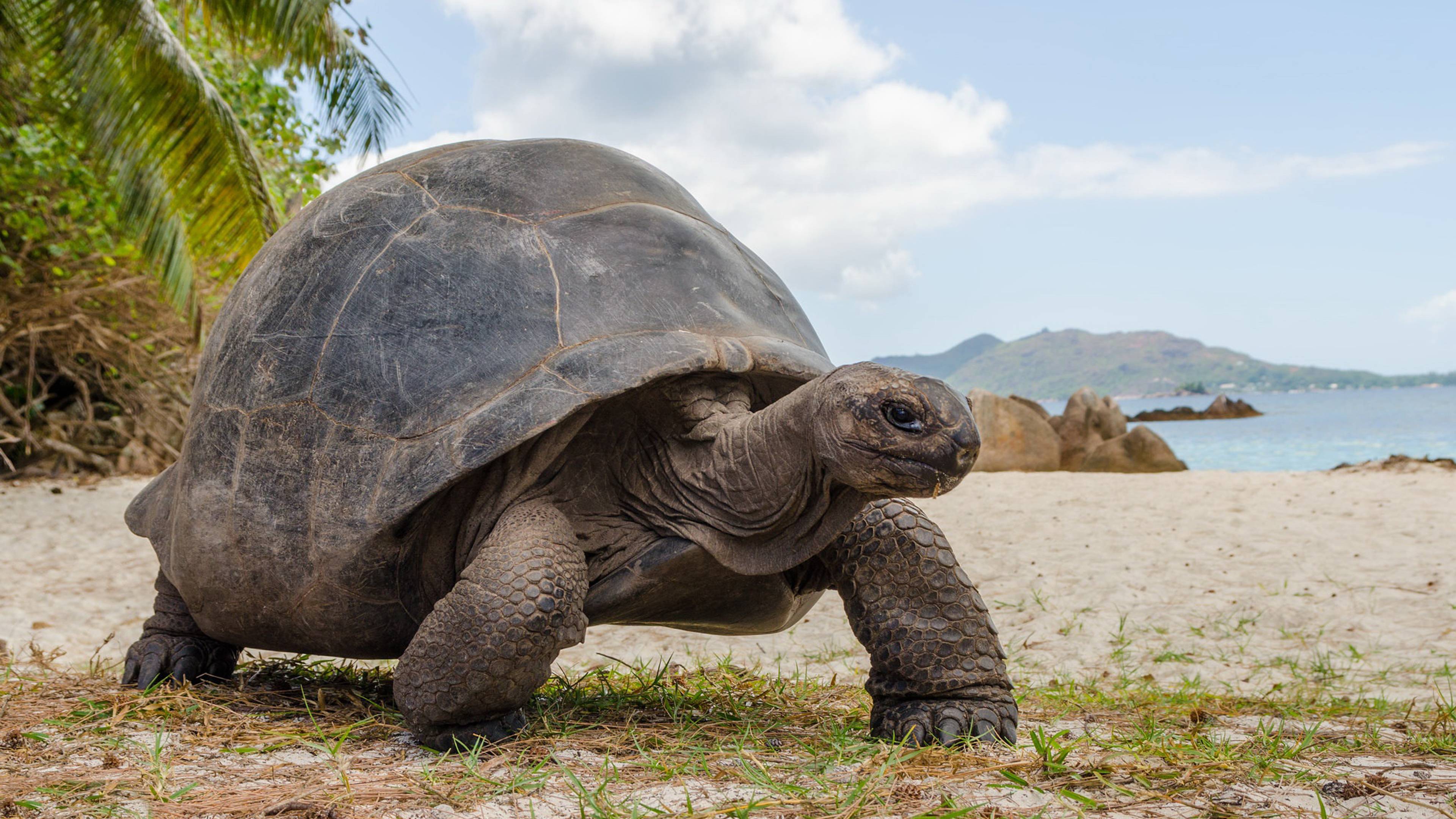 4K Turtle Wallpapers - Top Free 4K Turtle Backgrounds - WallpaperAccess