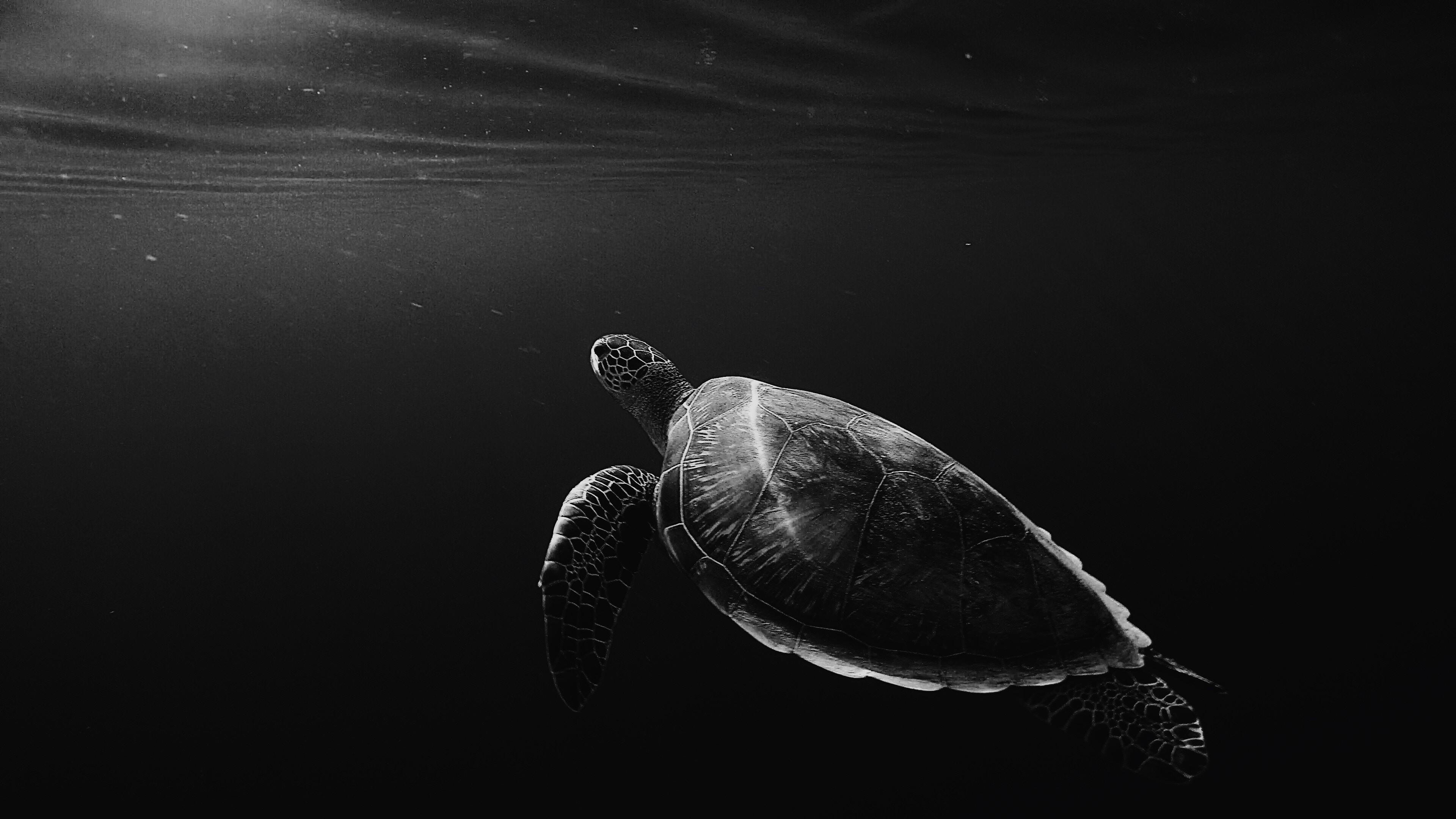 4K Turtle Wallpapers - Top Free 4K Turtle Backgrounds - WallpaperAccess