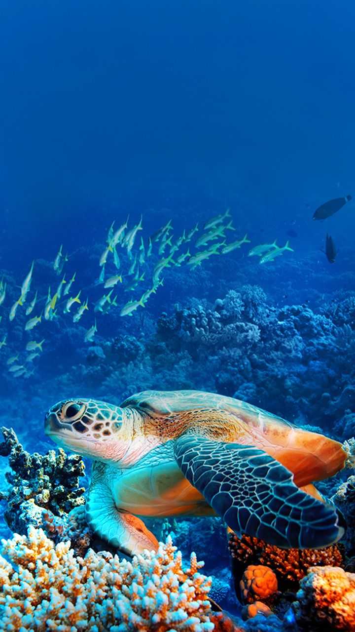 4K Turtle Wallpapers - Top Free 4K Turtle Backgrounds - WallpaperAccess