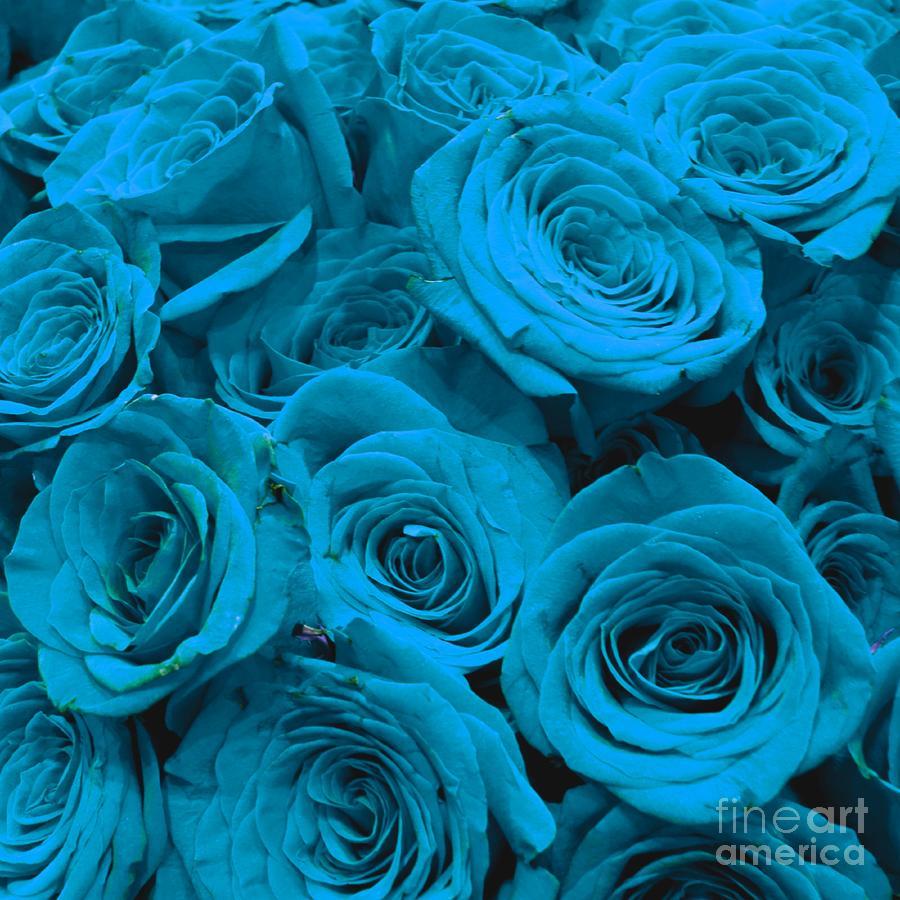 Teal Rose Wallpapers - Top Free Teal Rose Backgrounds - WallpaperAccess