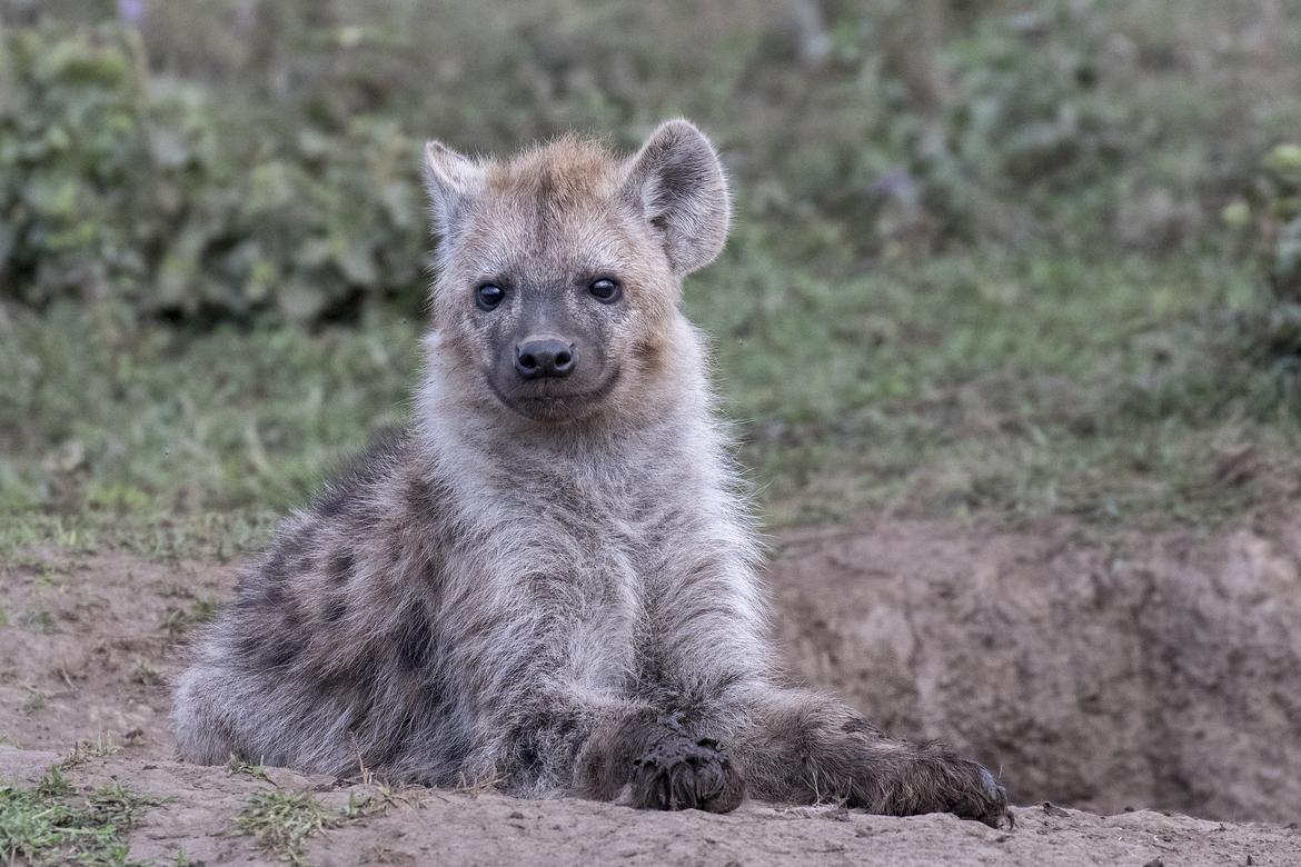 Baby Hyena Wallpapers - Top Free Baby Hyena Backgrounds - WallpaperAccess