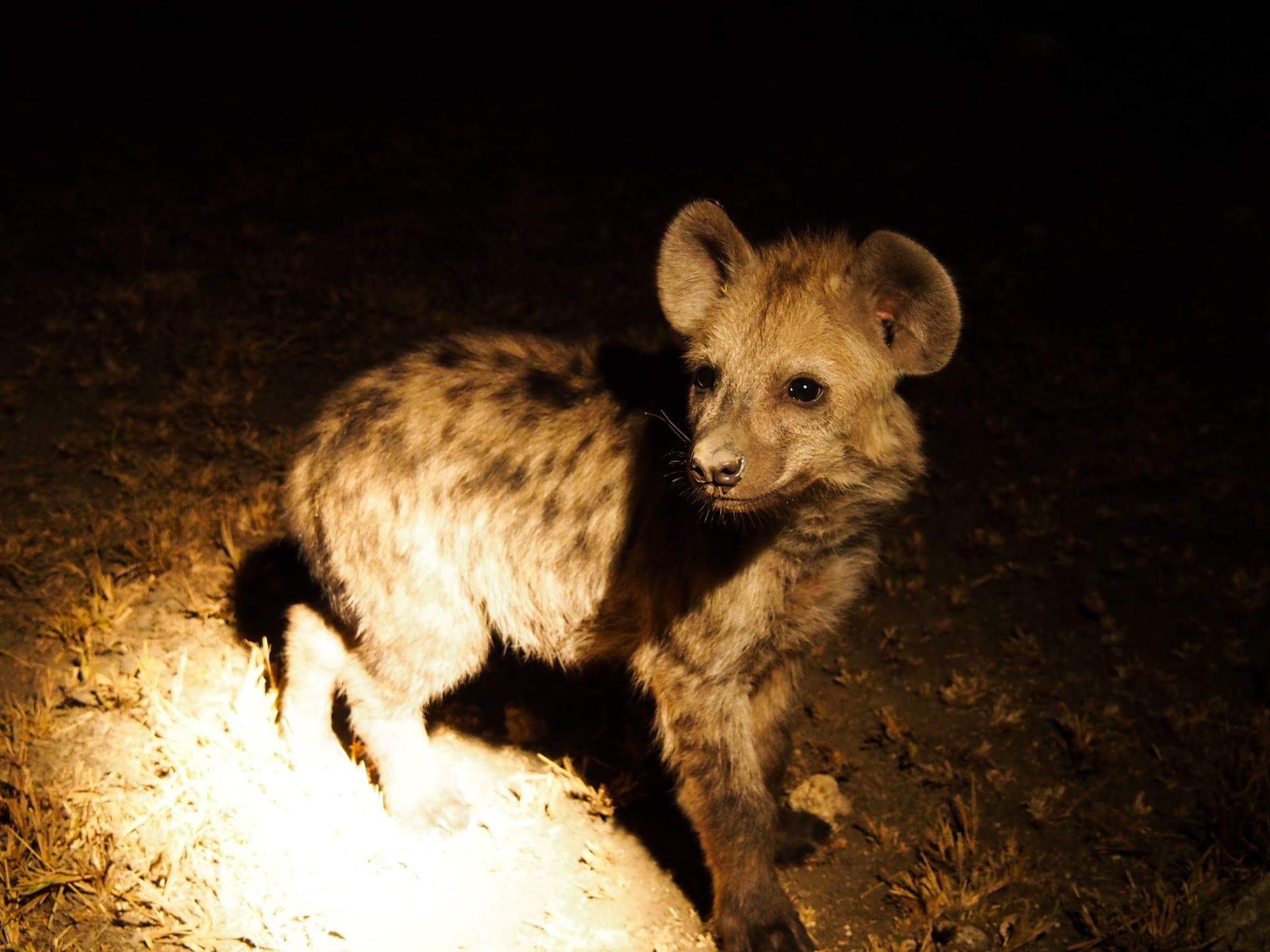 Baby Hyena Wallpapers - Top Free Baby Hyena Backgrounds - WallpaperAccess